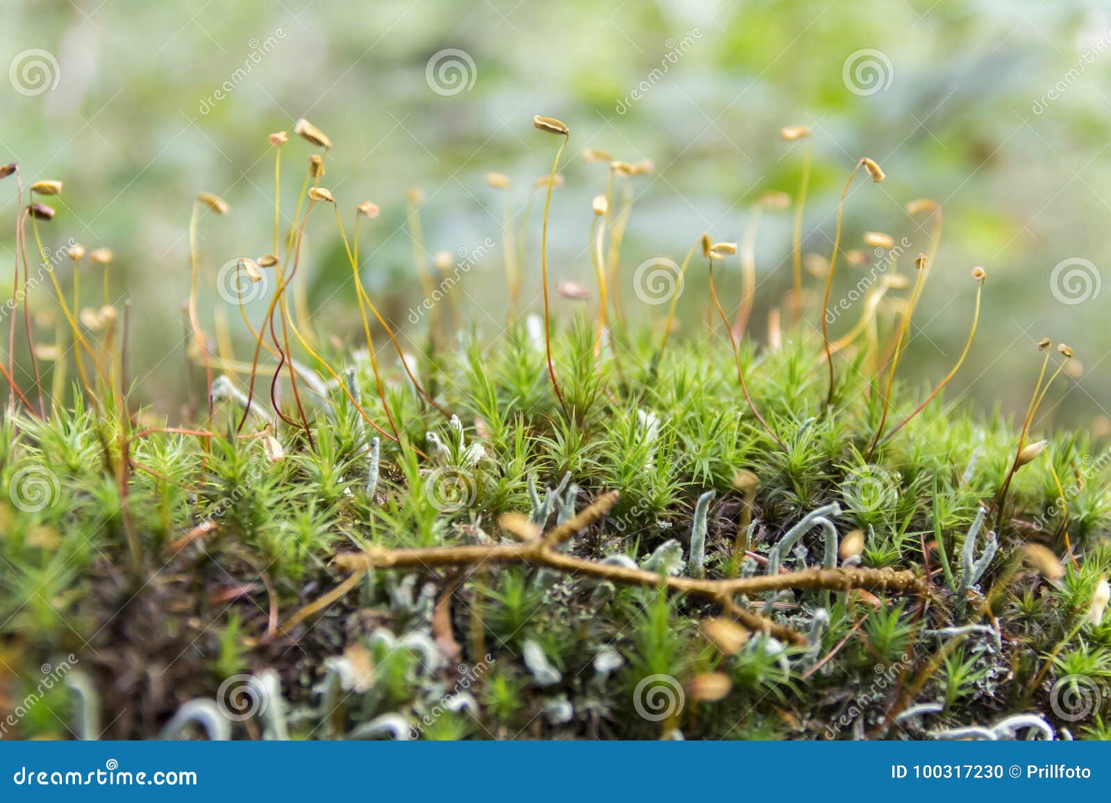 Moss spores closeup stock photo. Image of lush, outdoor - 100317230