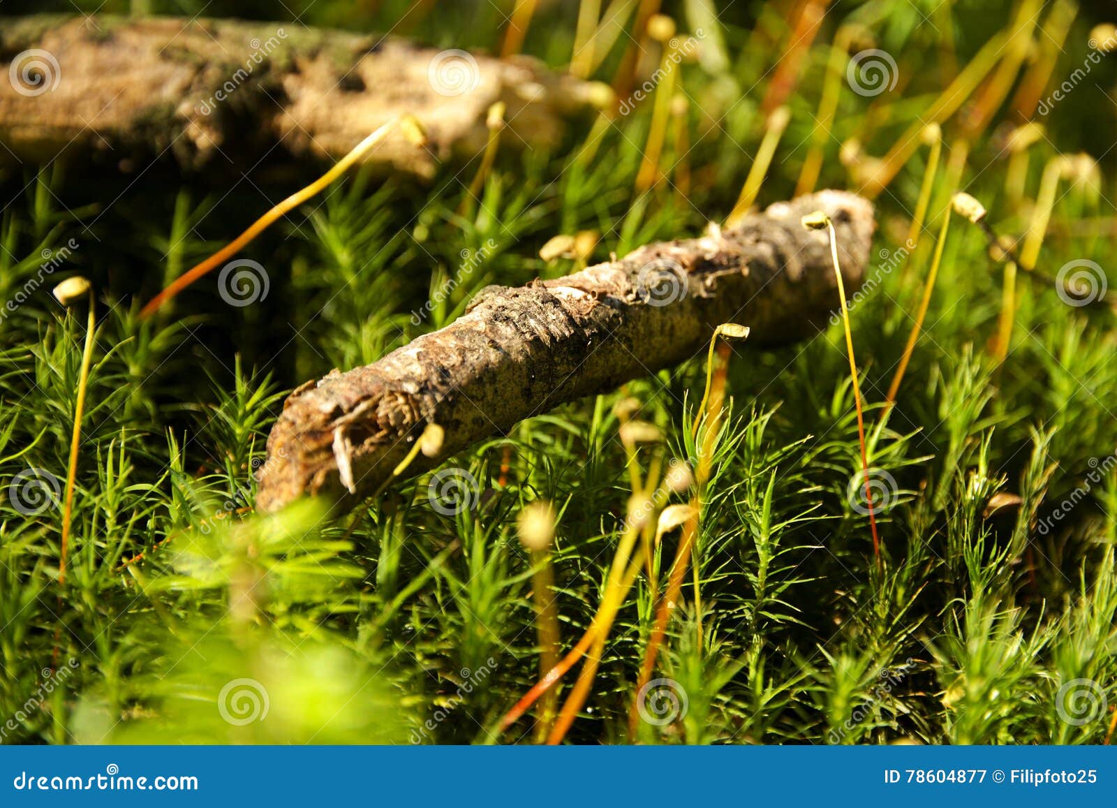 Moss spores with twigs stock image. Image of green, natural - 78604877