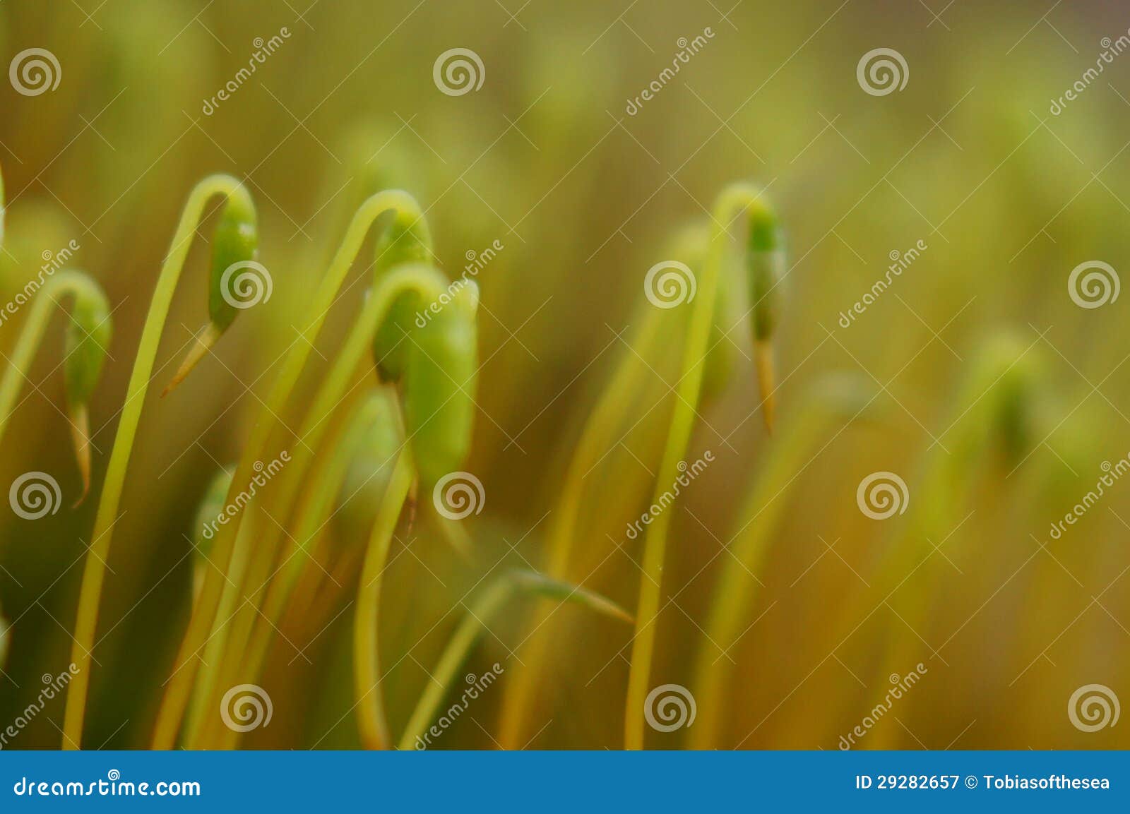 Moss sprouts in Spring stock image. Image of success - 29282657