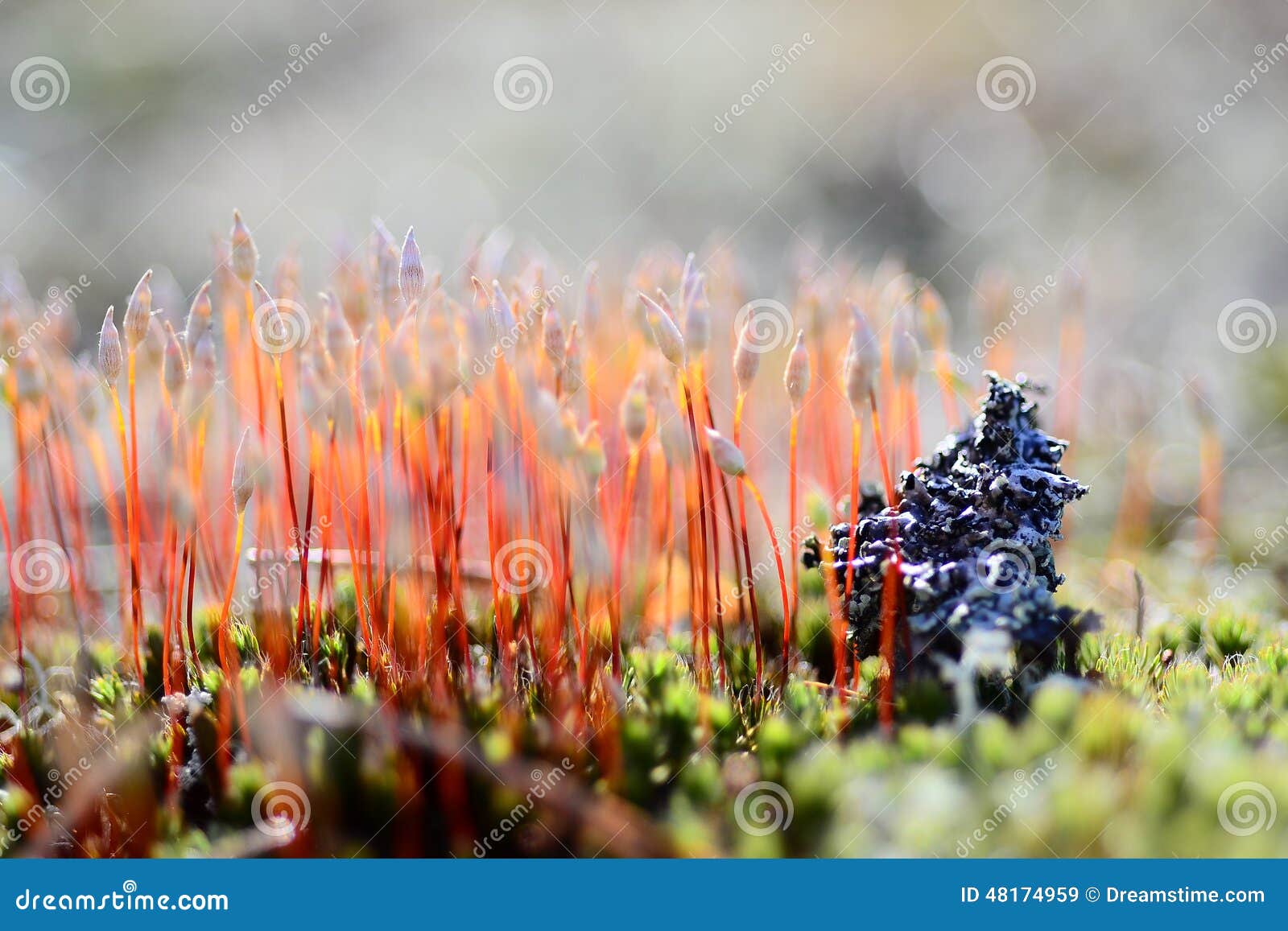 Moss stock image. Image of life, lichen, needles, moss - 48174959