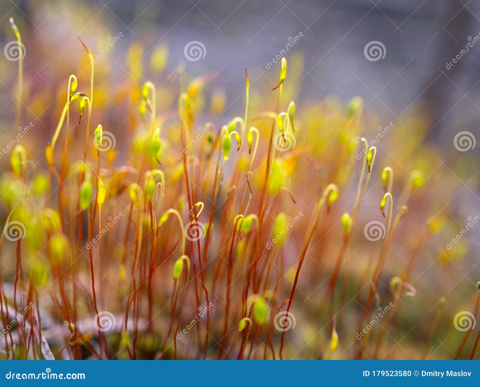 Moss stalks in spring stock photo. Image of environment - 179523580
