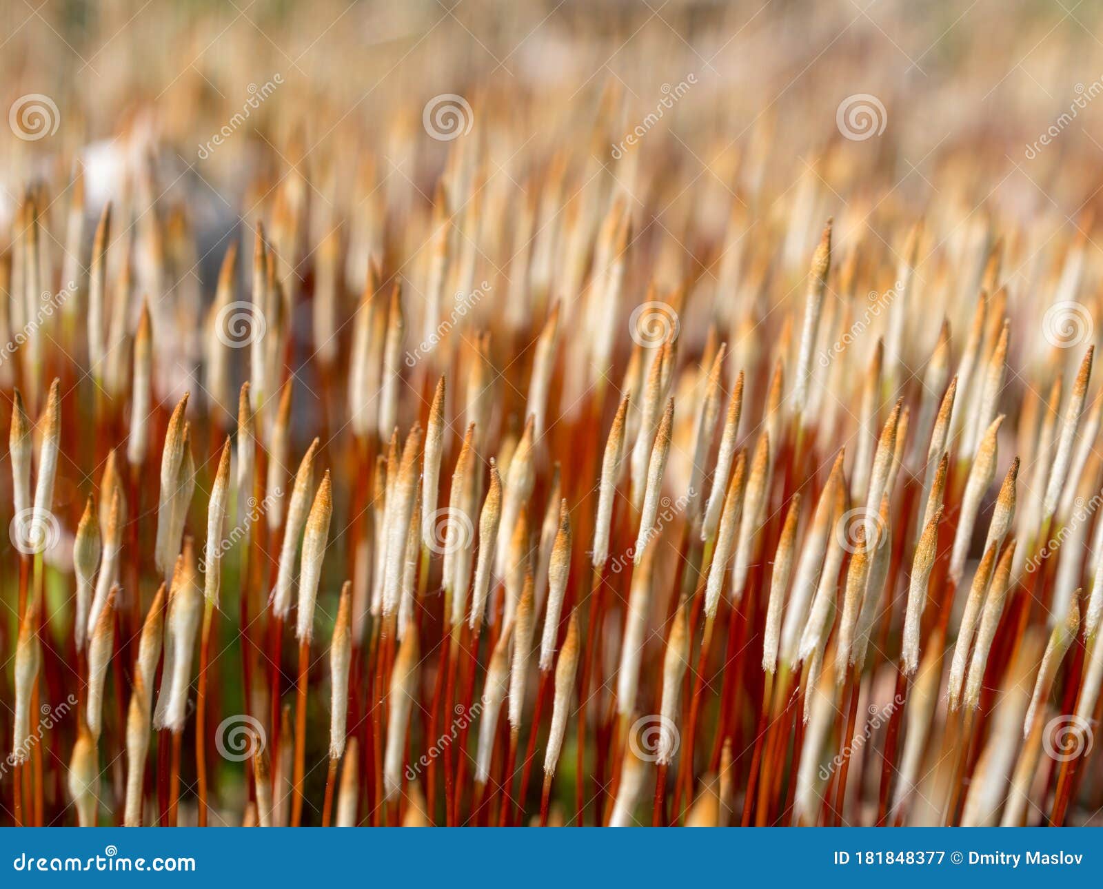 Moss stalks in spring day stock image. Image of abstract - 181848377
