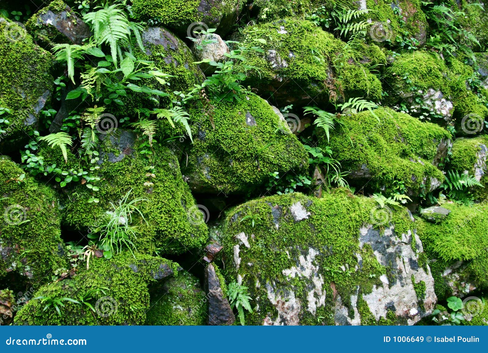 Moss on stone stock image. Image of lichen, wall, park - 1006649