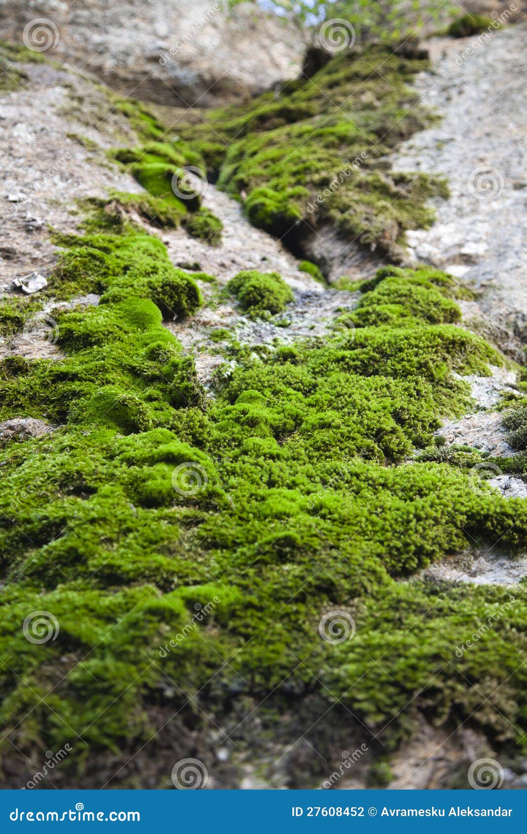 Moss on the stone stock photo. Image of nature, outdoors - 27608452
