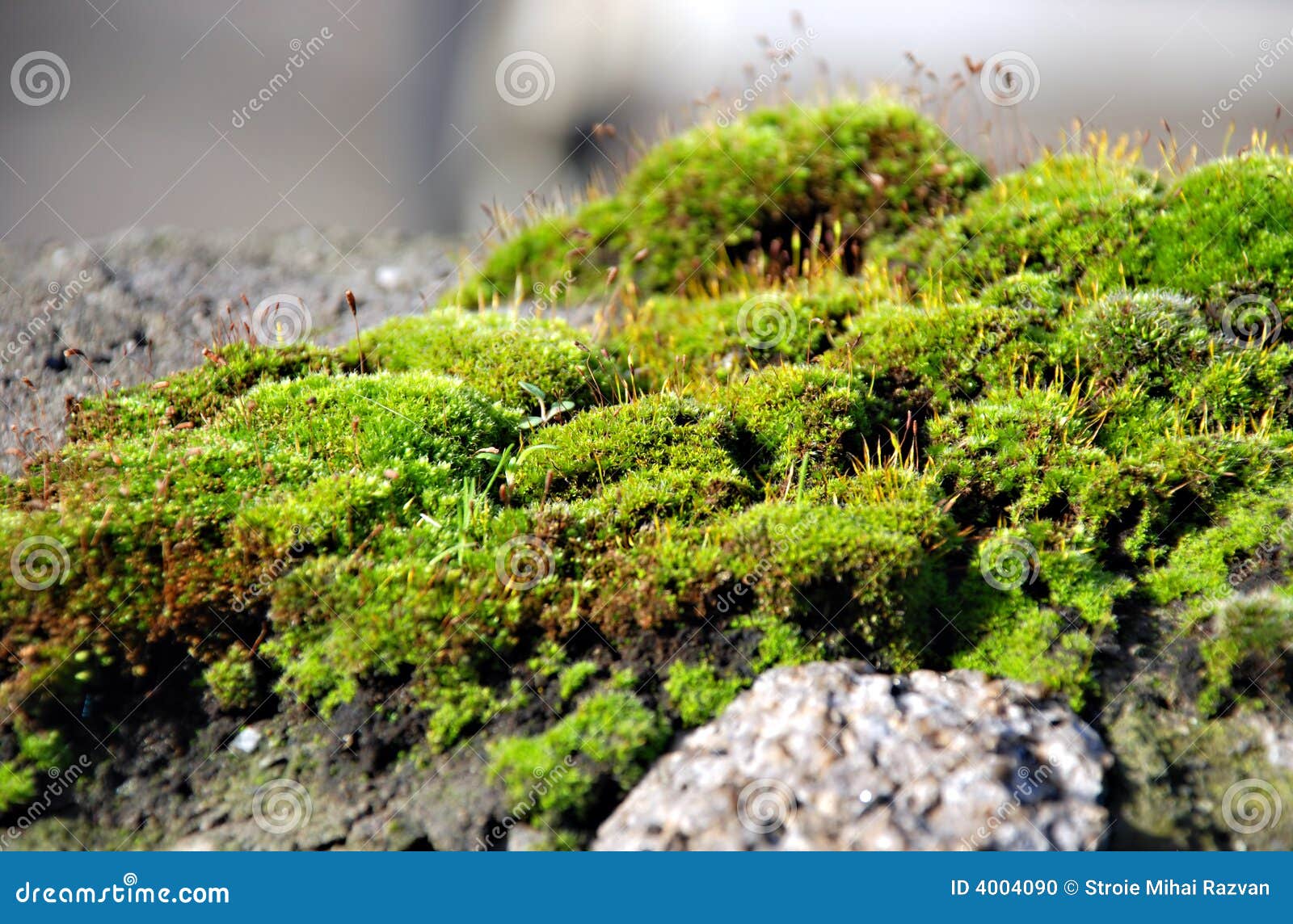 Moss on stone stock photo. Image of background, bright - 4004090