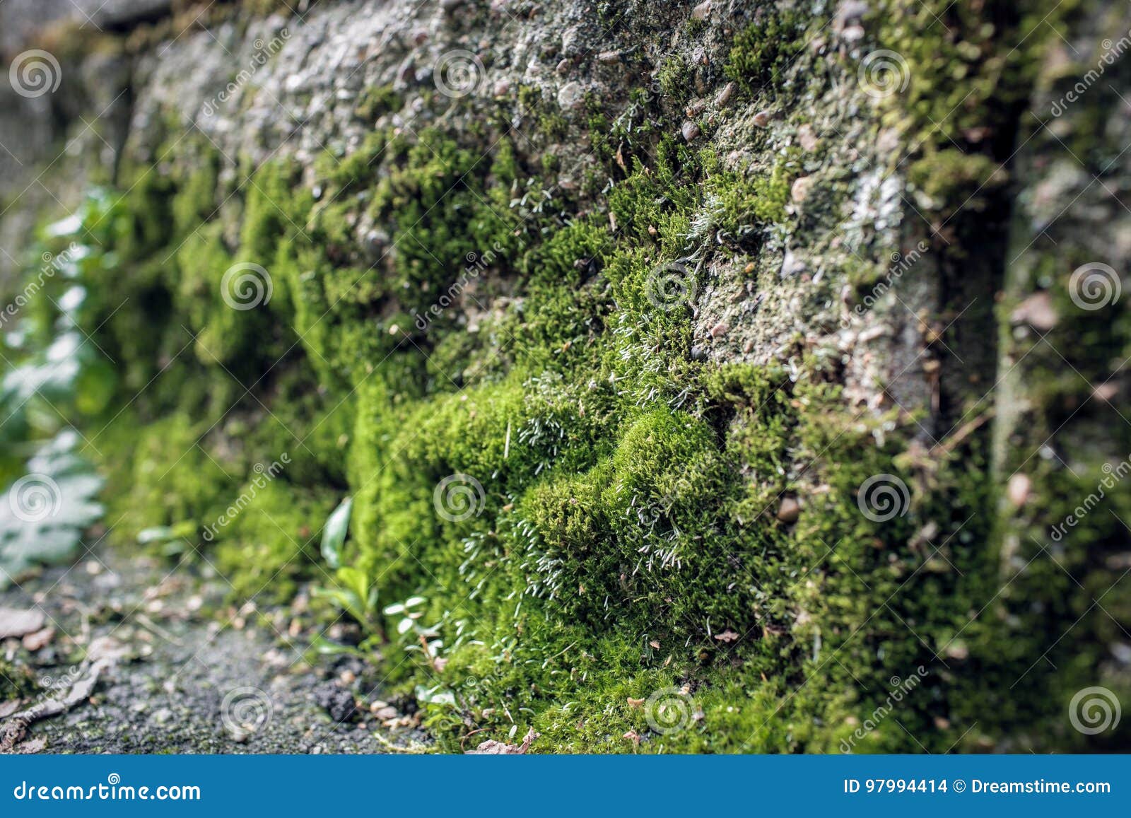 Moss on the Stone stock photo. Image of moss, slot, outcrop - 97994414