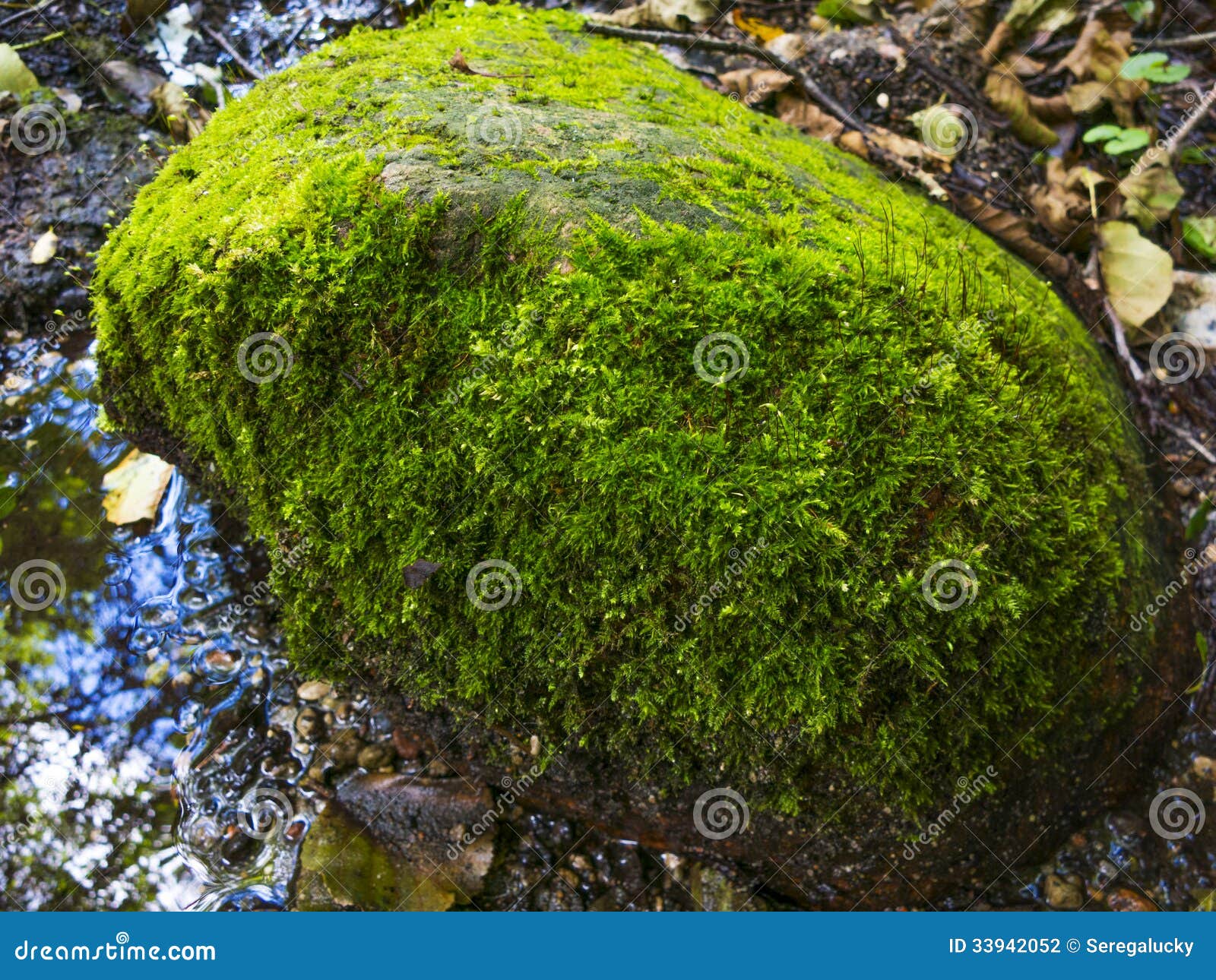Moss on stone stock photo. Image of growth, natural, formal - 33942052