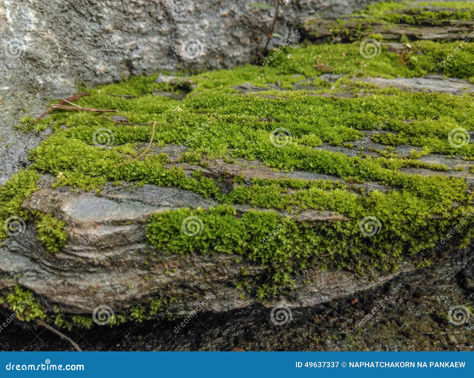 Moss on stone stock image. Image of garden, moss, green - 49637337
