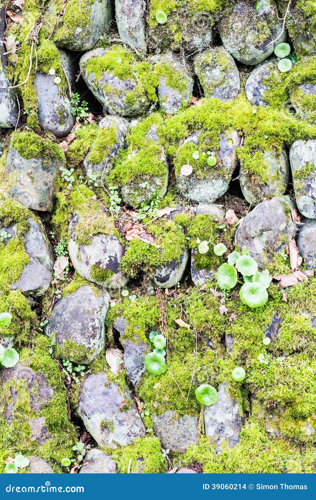 Moss on Stone stock photo. Image of mould, litchen, stones - 39060214