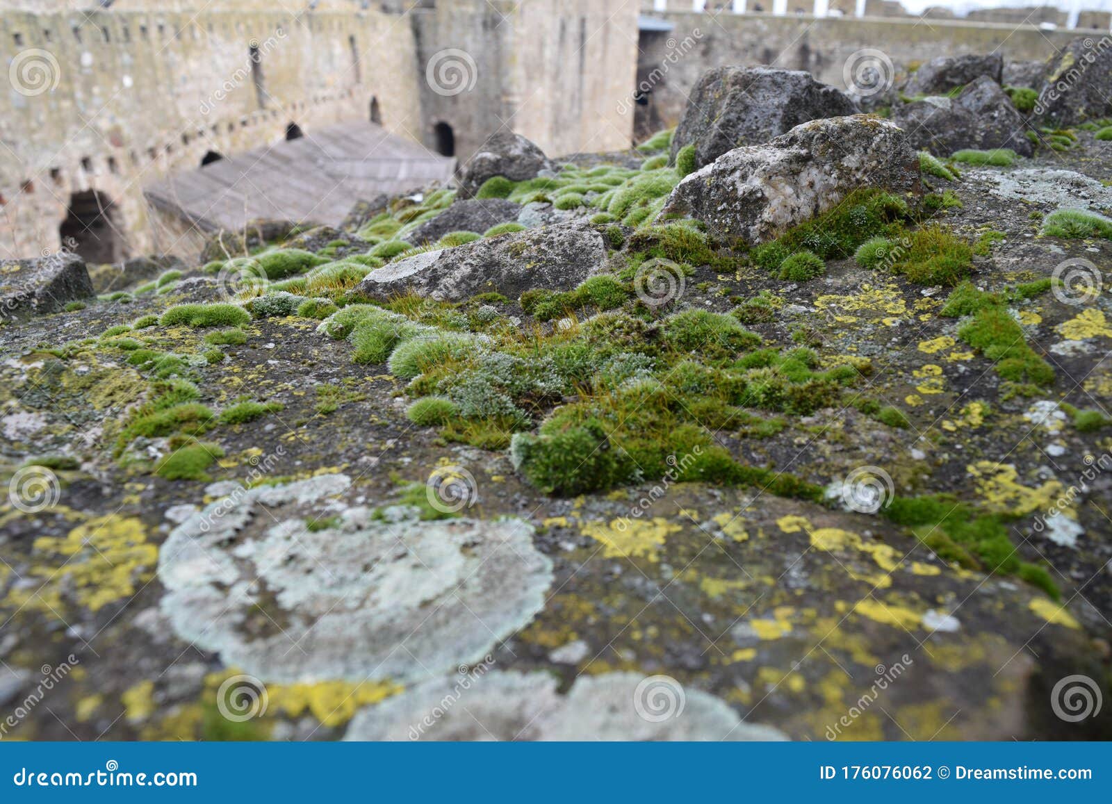Moss on stone stock photo. Image of nature, green, greenmoss - 176076062