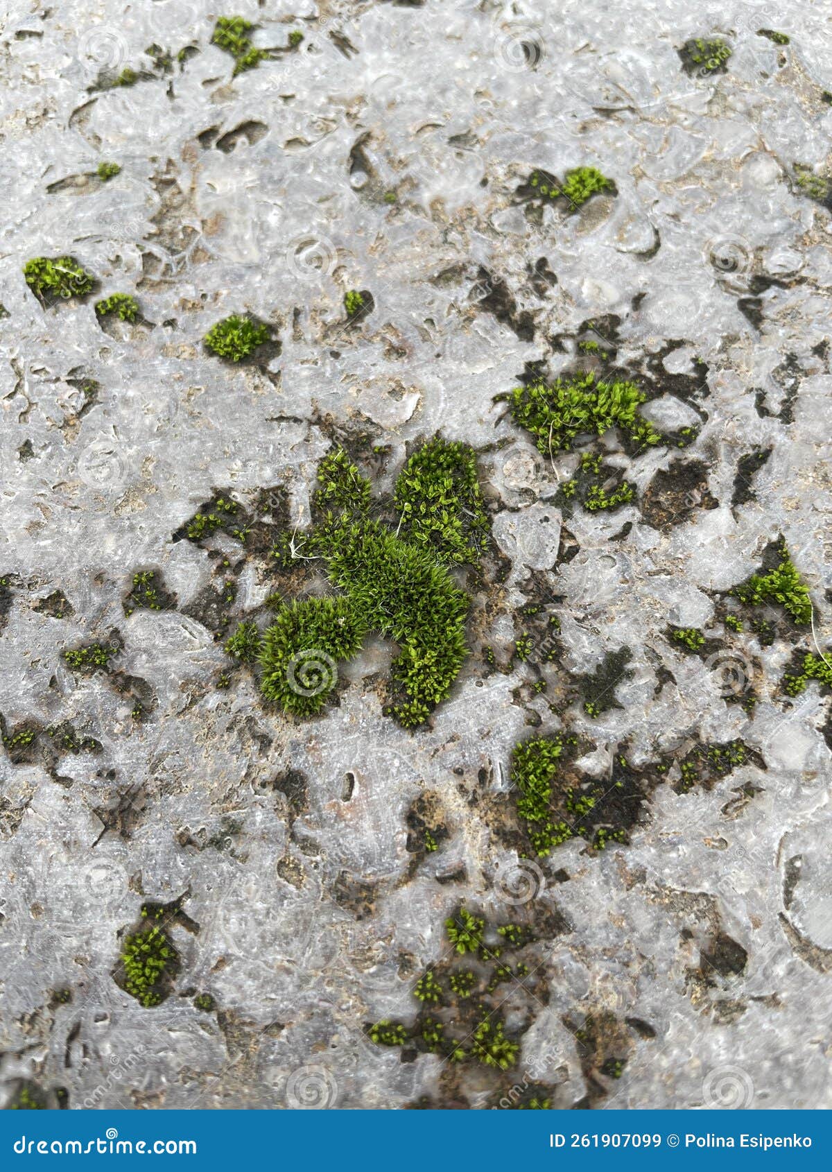 Moss on stone stock image. Image of tarry, autumn, slab - 261907099