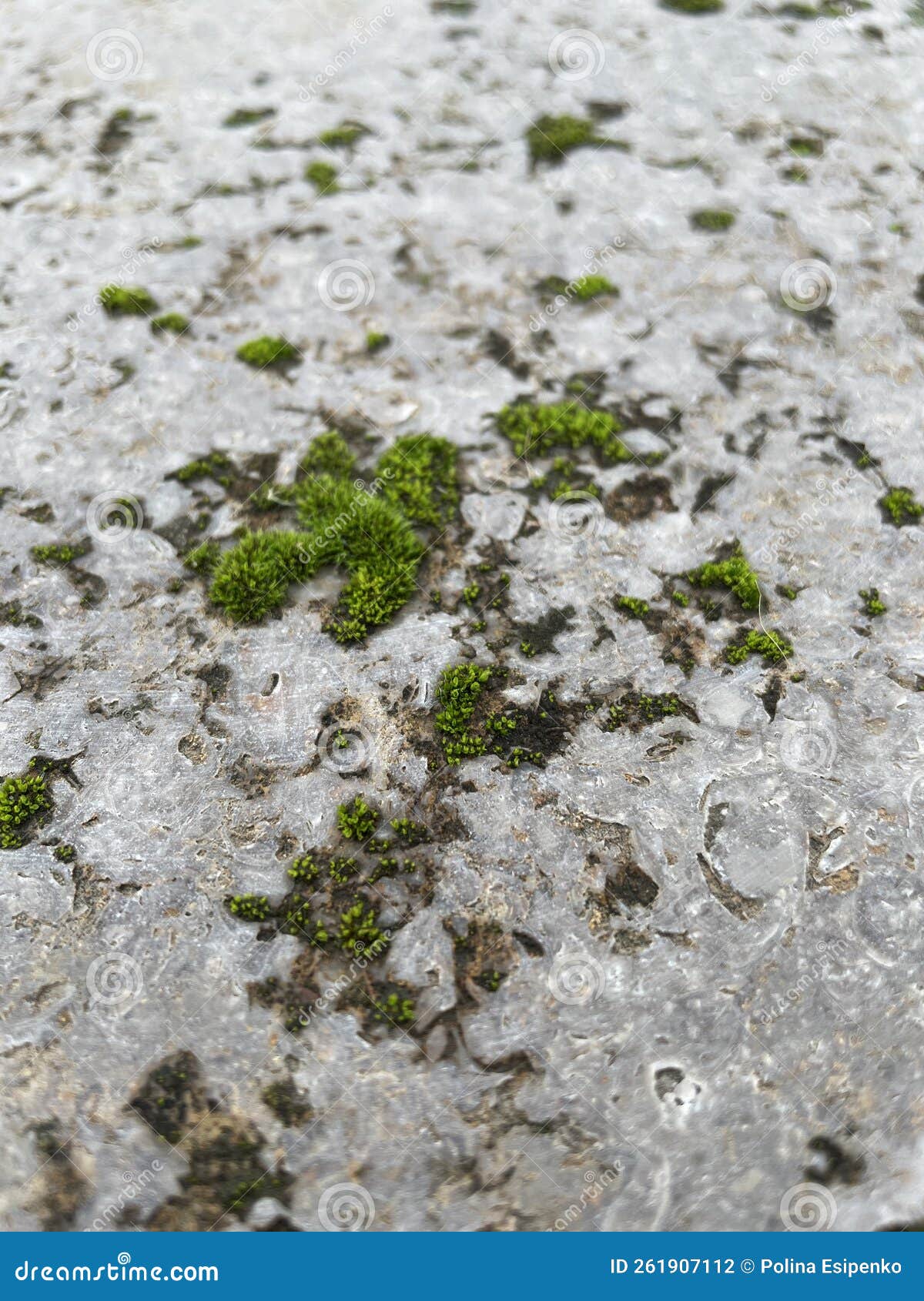 Moss on stone stock photo. Image of stone, green, gray - 261907112