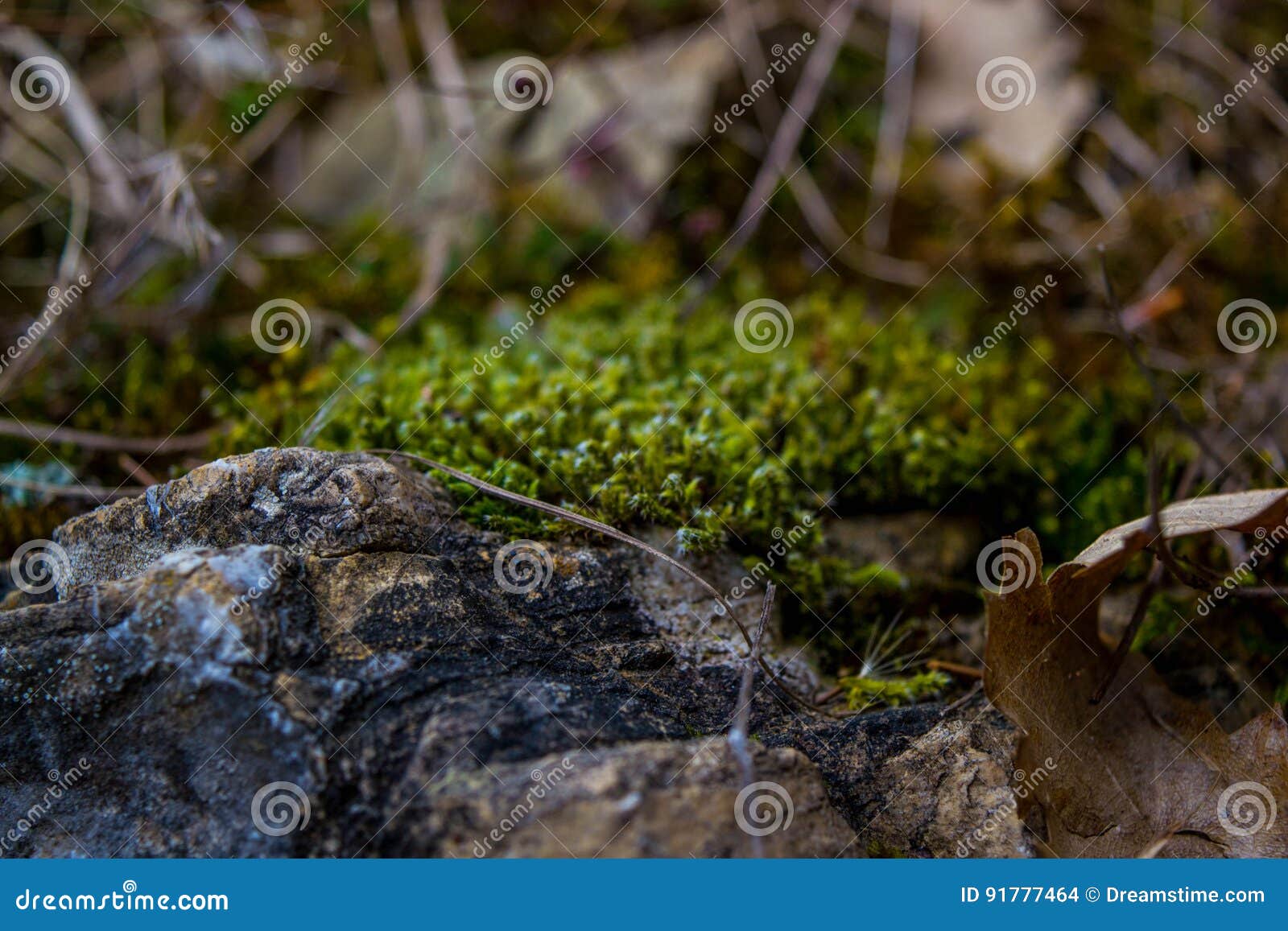 Moss on stone stock photo. Image of sunrises, forest - 91777464
