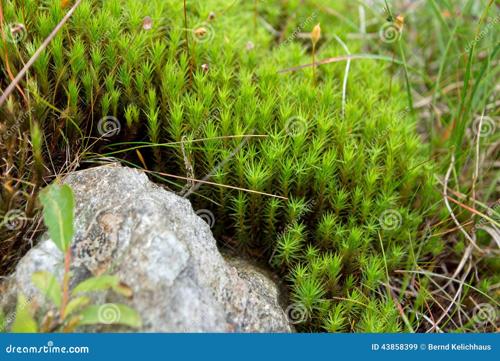 Moss on stone stock image. Image of ground, calm, environment - 43858399