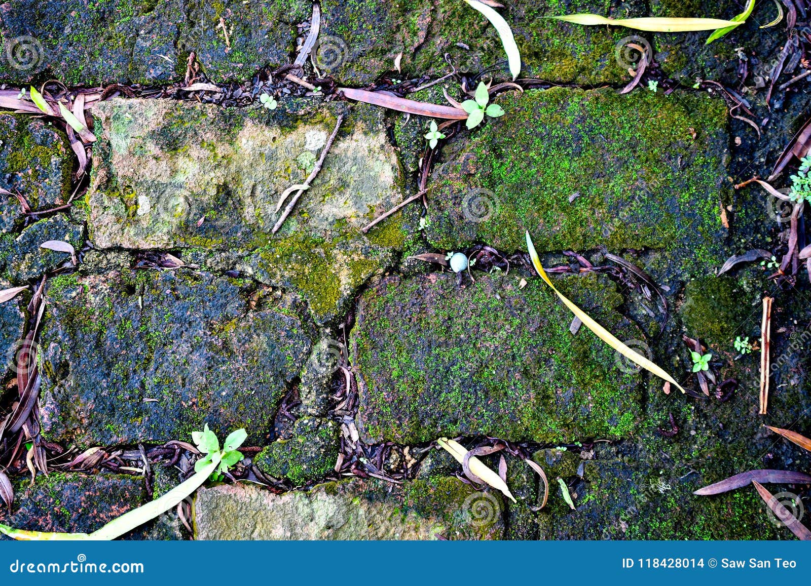 Moss stone pathway stock photo. Image of floor, moss - 118428014