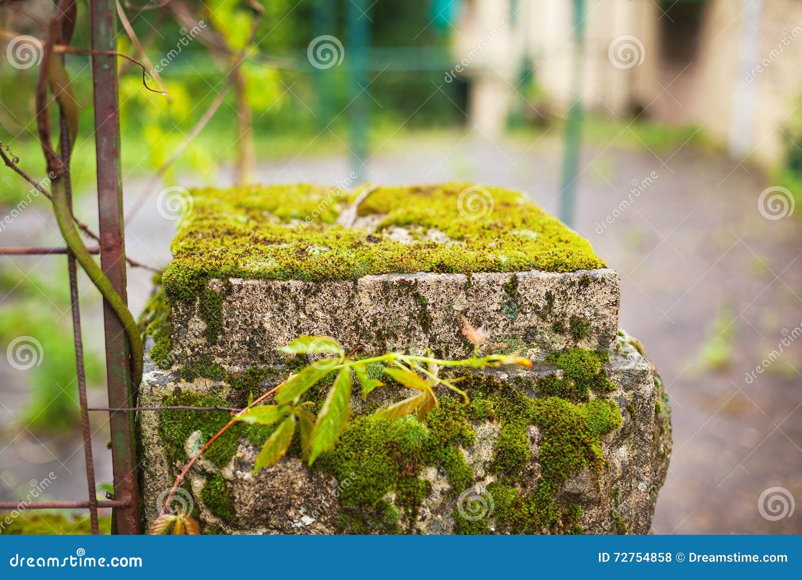 Moss on stone pillar. stock photo. Image of climate, macro - 72754858