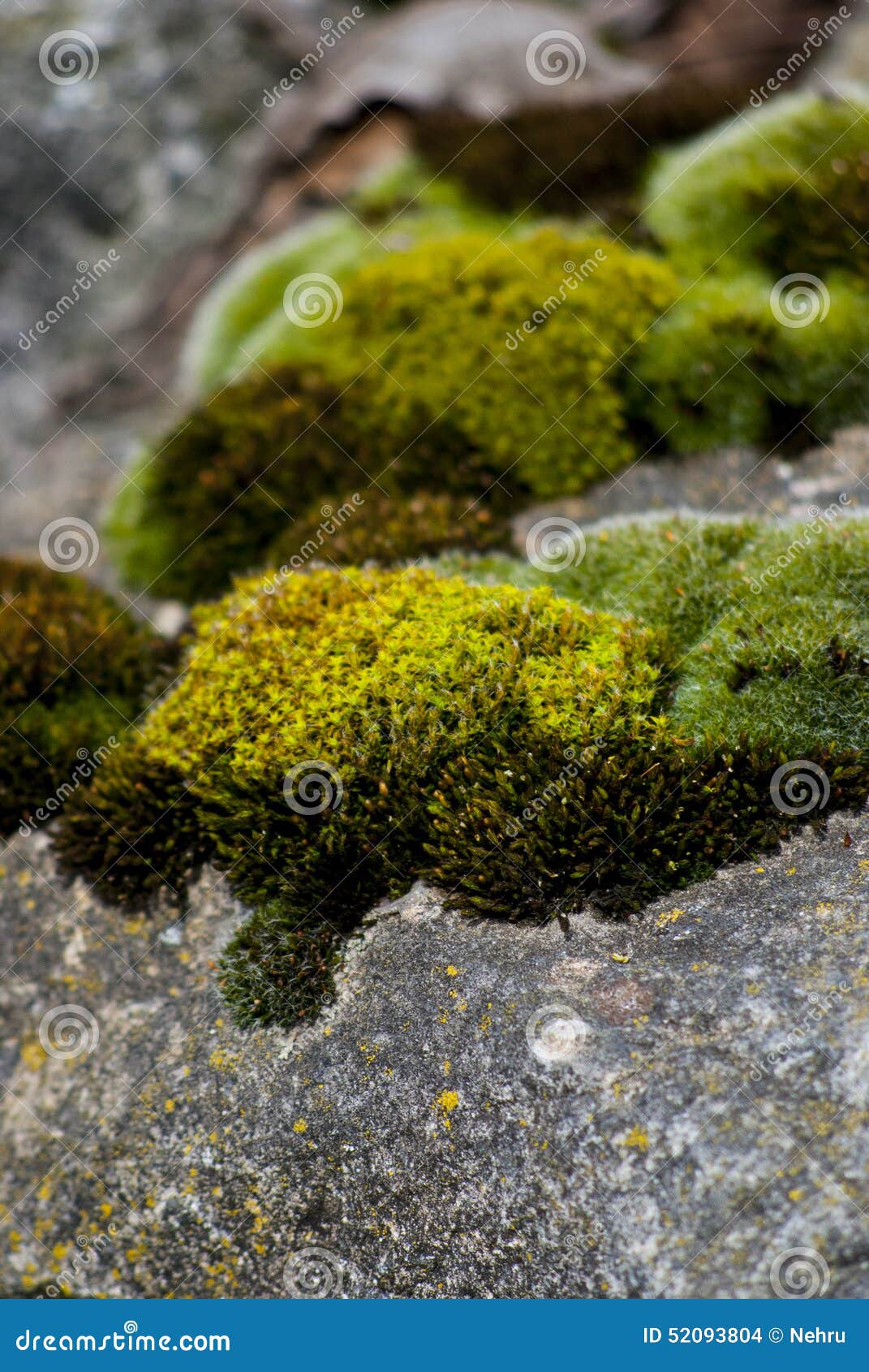 Moss on a stone stock photo. Image of color, herb, green - 52093804