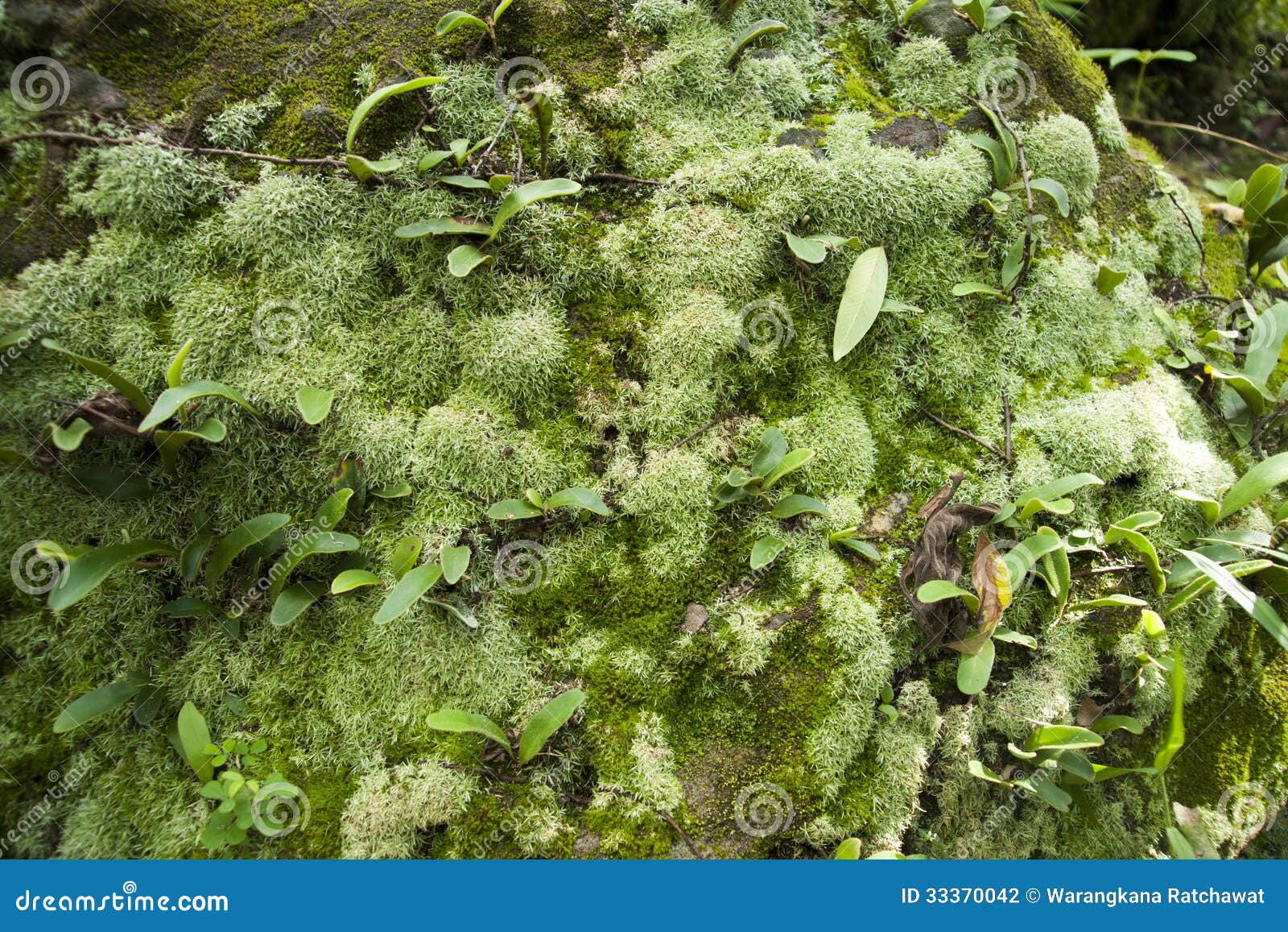 Moss on stone. stock photo. Image of leaf, beautiful - 33370042