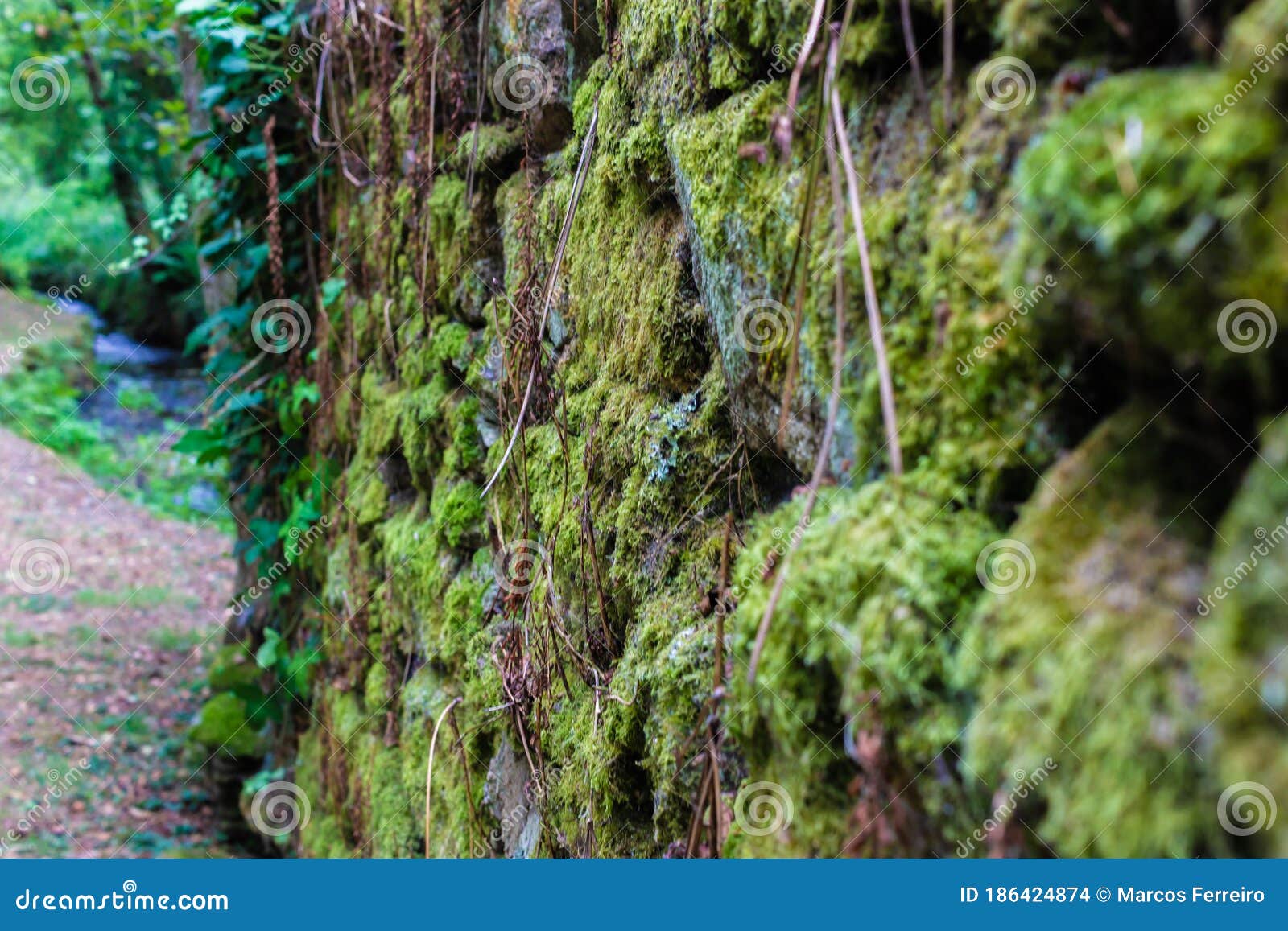Moss in stone ruins stock photo. Image of galicia, decay - 186424874