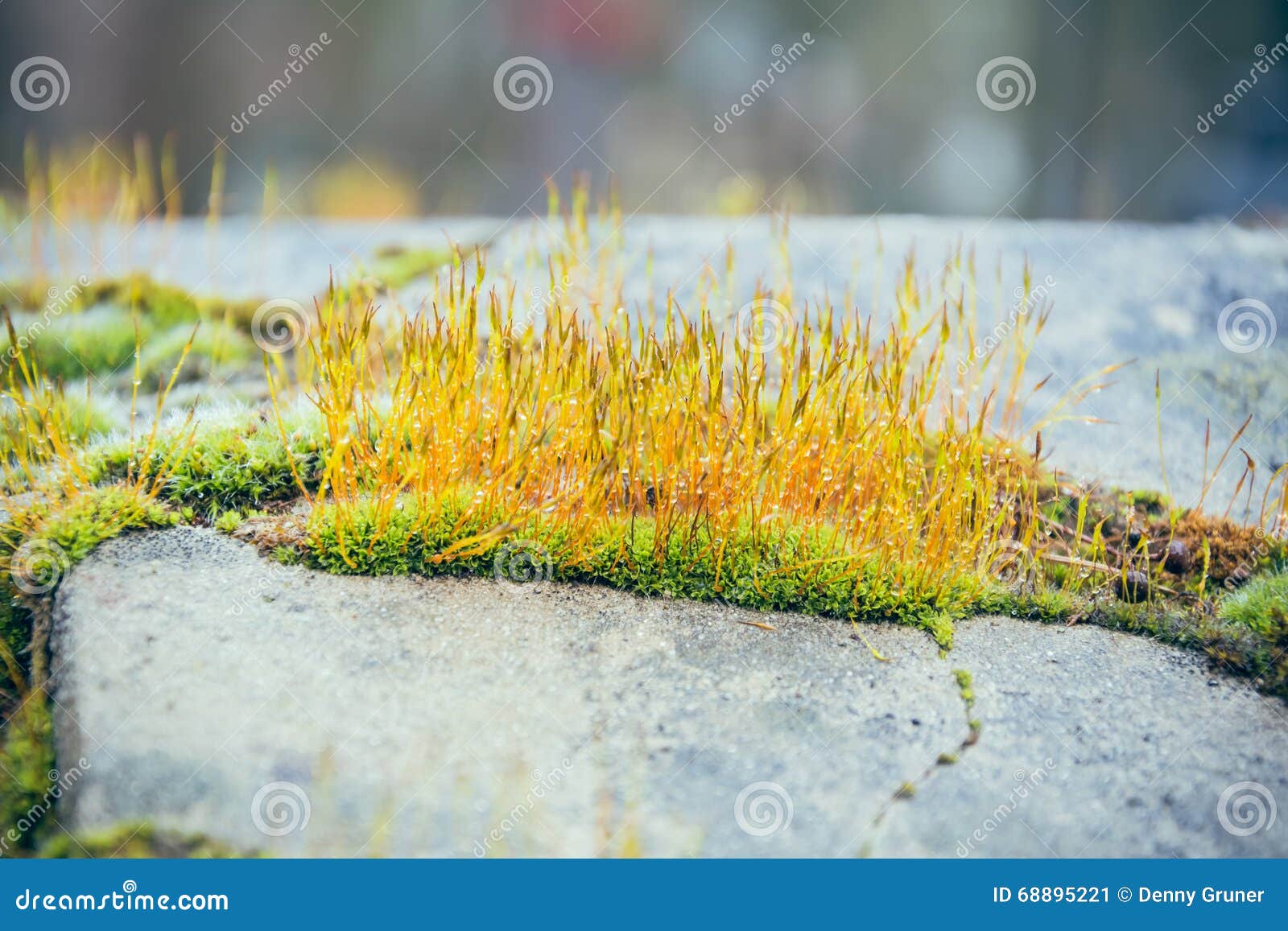 Moss on stone slabs stock image. Image of moss, surface - 68895221