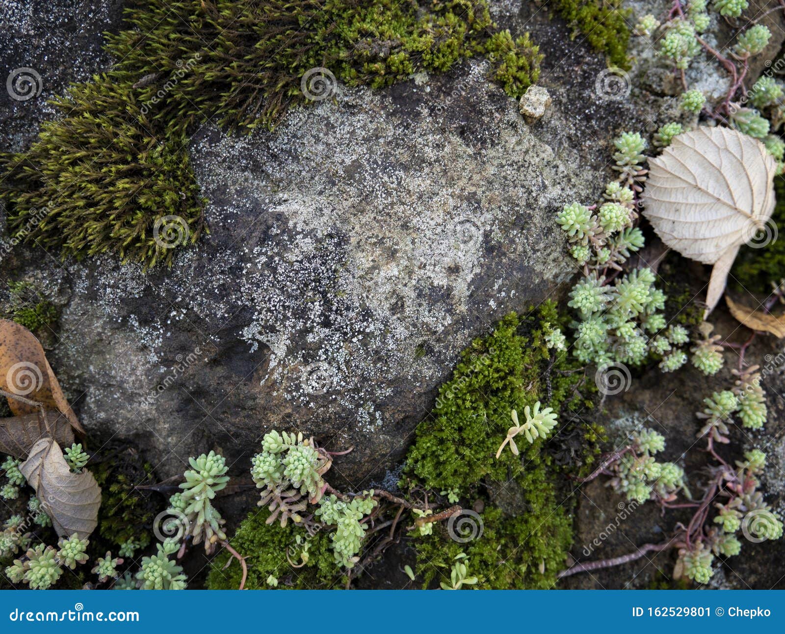 Moss and Stone Texture Background Stock Image - Image of flora, beauty ...