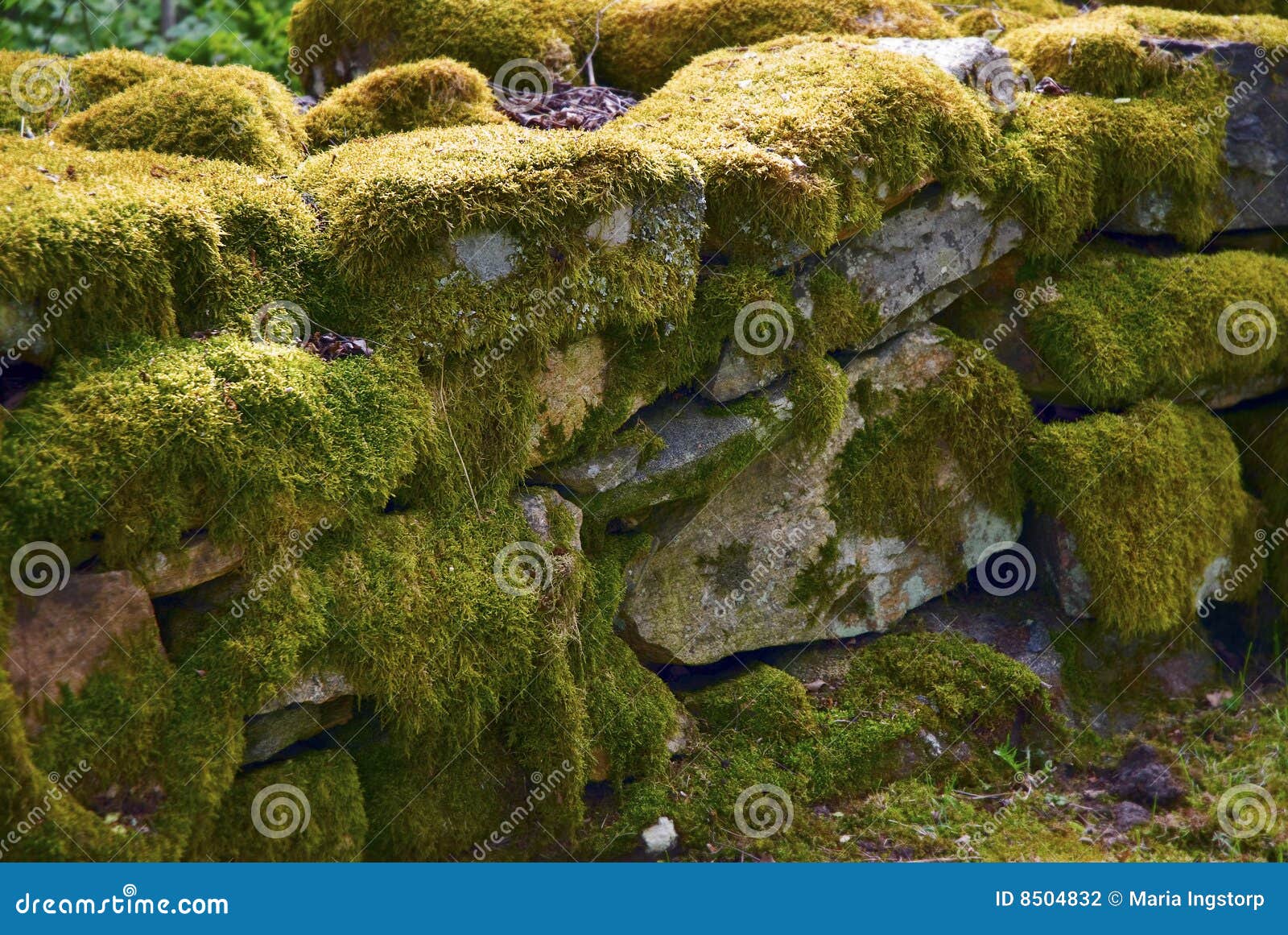 Moss on stone wall stock photo. Image of fence, moss, stone - 8504832