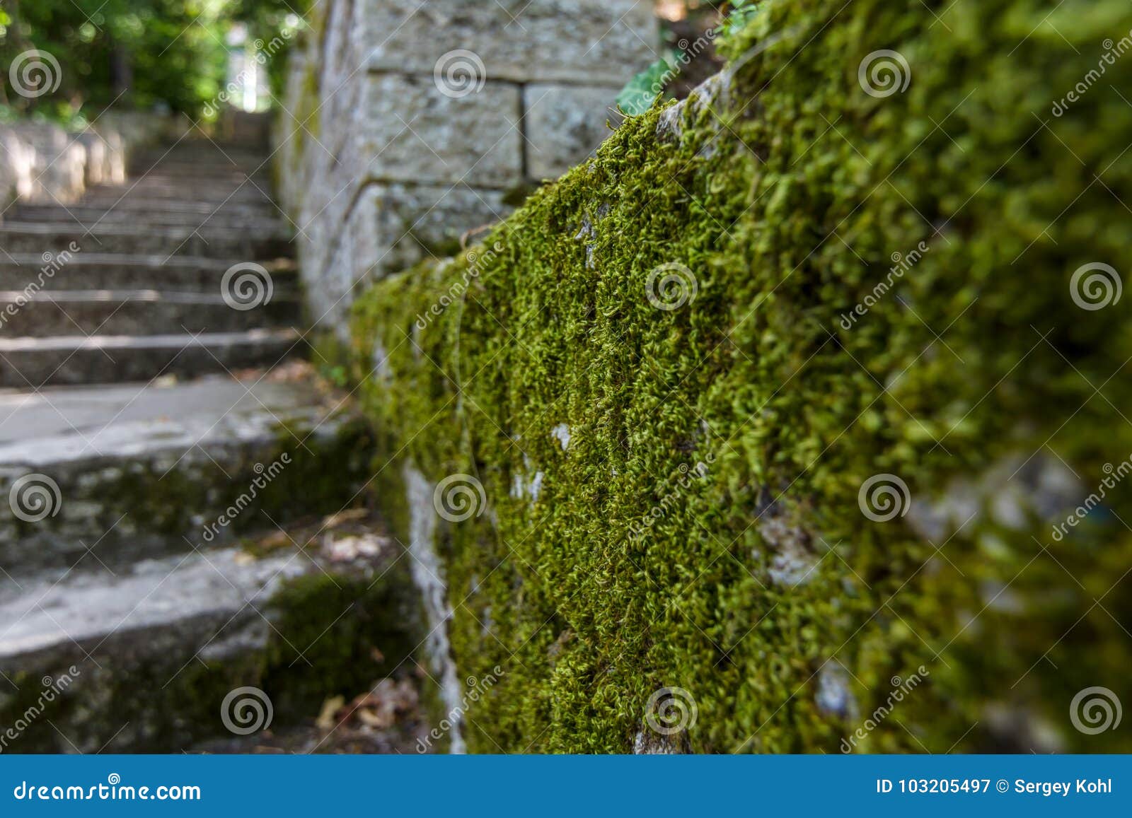 Moss on a stone wall. stock image. Image of detail, wall - 103205497