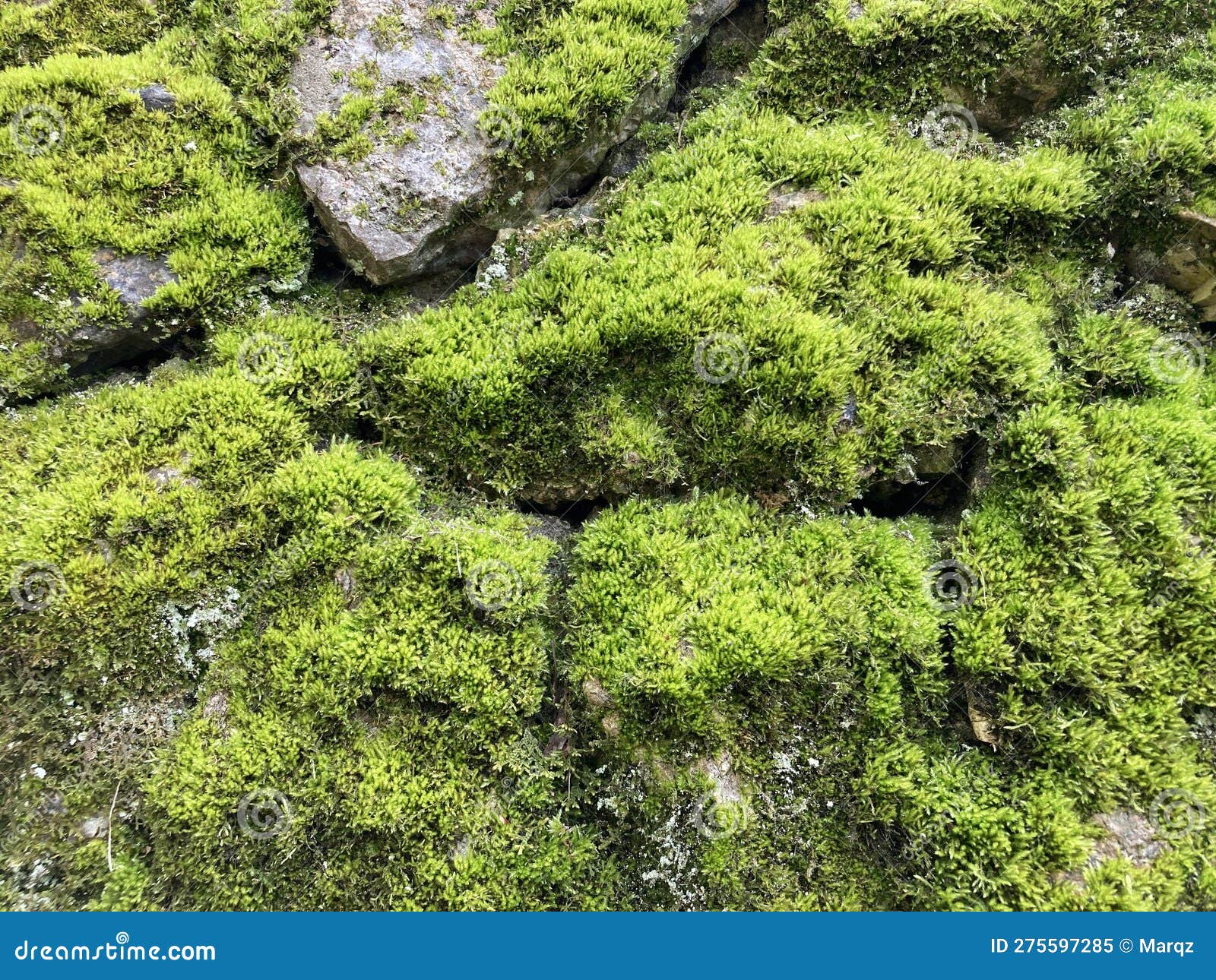 Moss on a Stone Wall stock image. Image of pattern, garden - 275597285