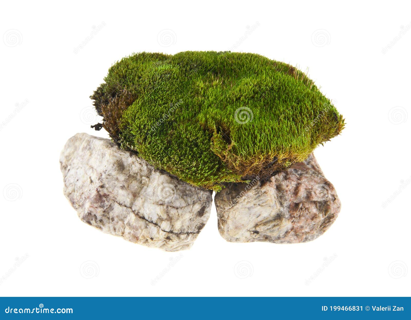 Moss on the stones stock image. Image of natural, rock - 199466831