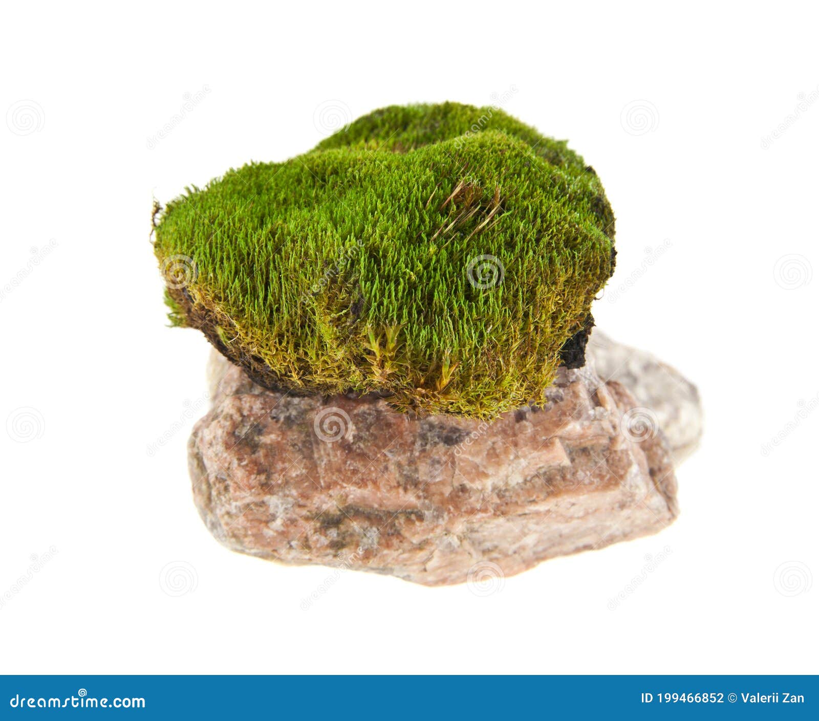 Moss on the stones stock photo. Image of moss, beautiful - 199466852