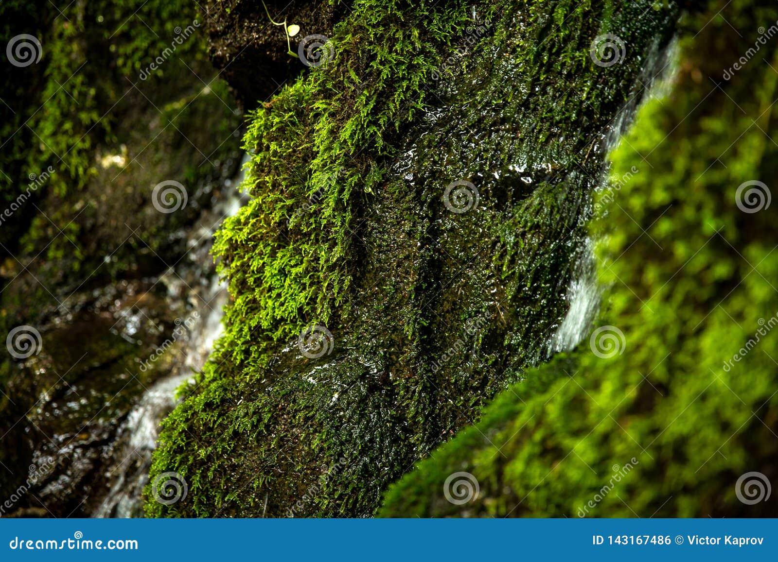 Moss on the Stones of a Waterfall in the Forest Stock Photo - Image of ...