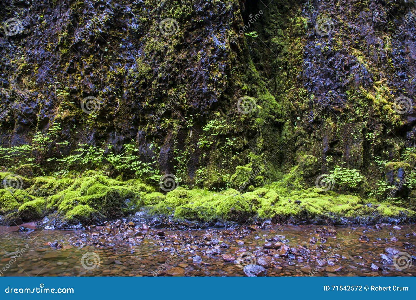 Moss, stream, rock stock photo. Image of rock, sightseeing - 71542572
