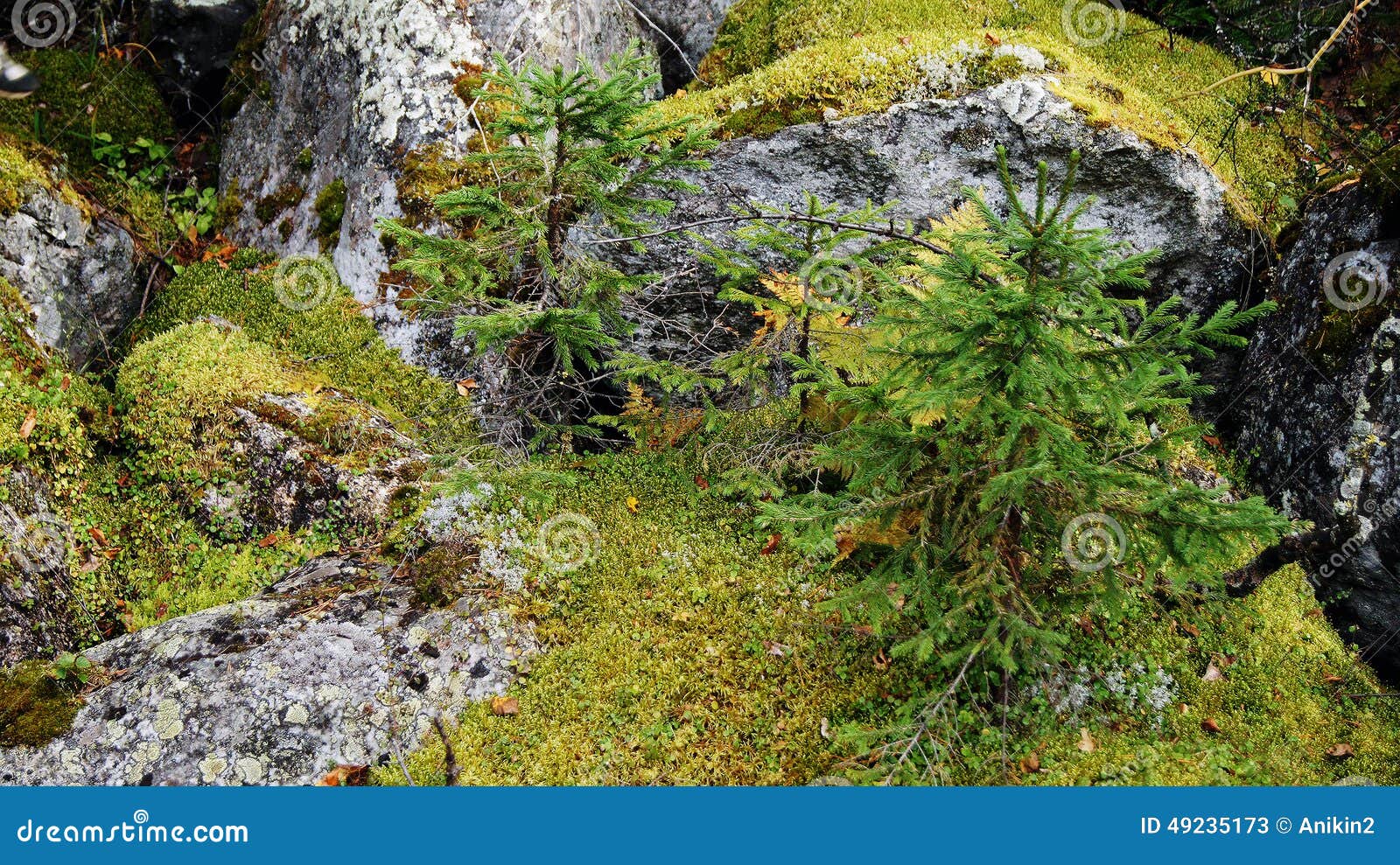 Moss stock image. Image of summer, object, forest, abstract - 49235173