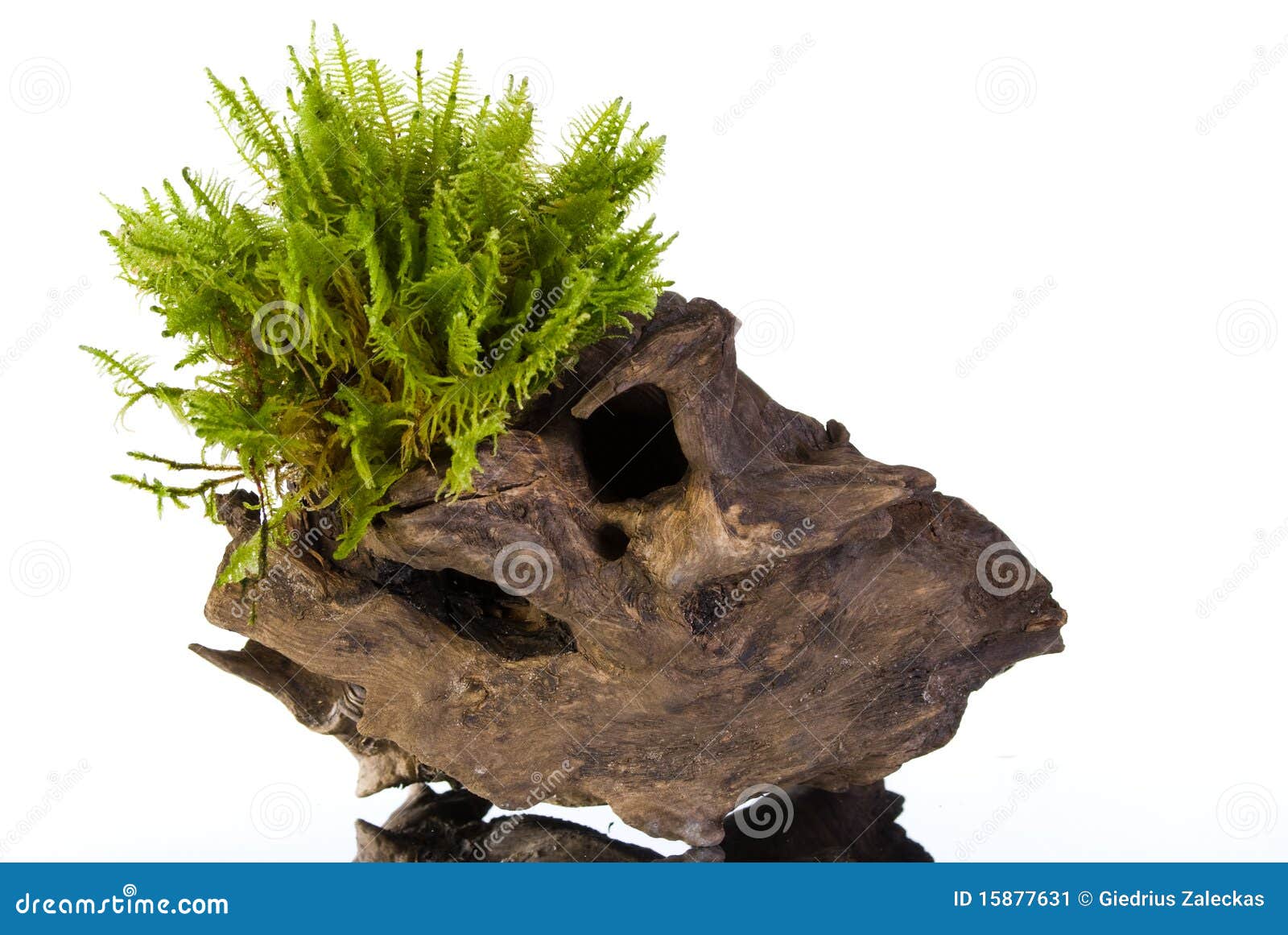 Moss on a stump stock image. Image of stub, stump, plant - 15877631