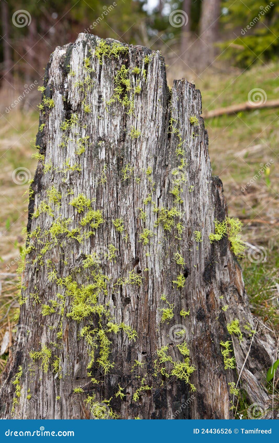 Moss on a Stump stock photo. Image of cracks, return - 24436526