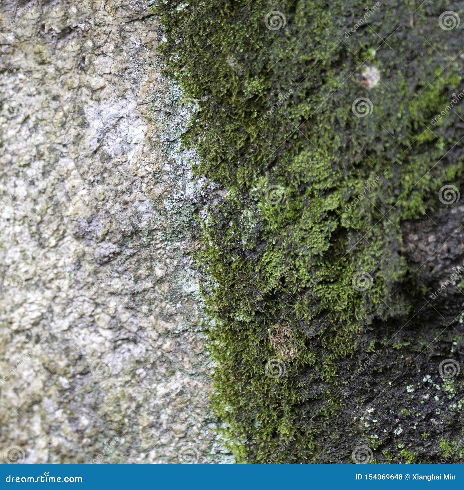 The Moss on the Surface of Rock Stock Photo - Image of vascular, tissue ...