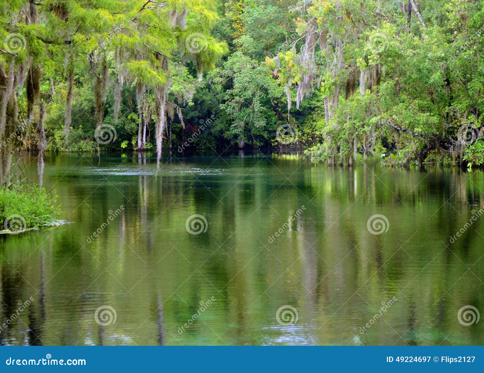 Moss Swamp stock afbeelding. Image of grassen, eend, goud - 49224697