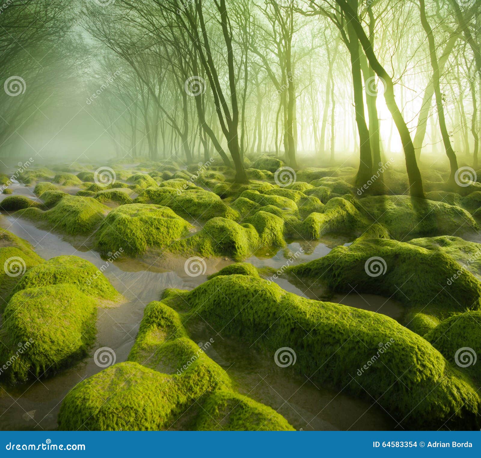 The Moss Swamp stock photo. Image of landscape, travel - 64583354