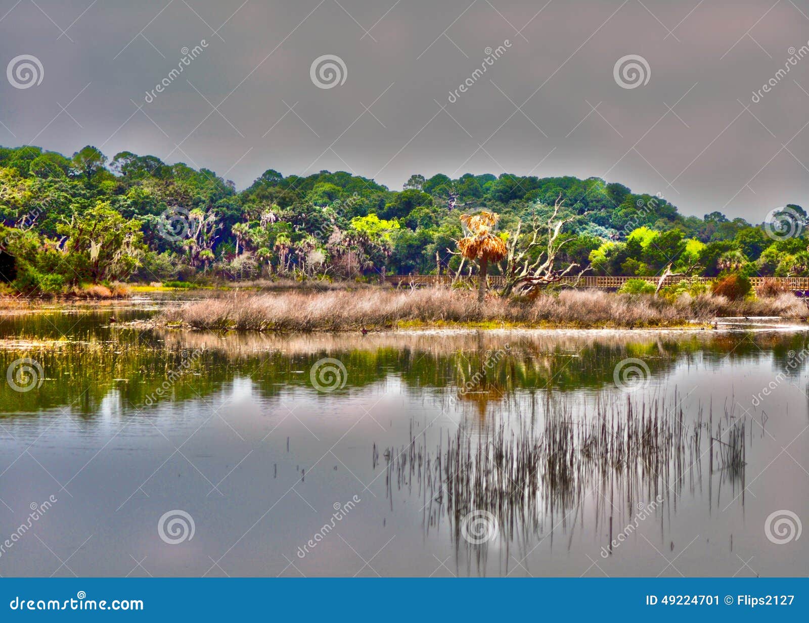 Moss Swamp stock image. Image of glass, america, beauty - 49224701