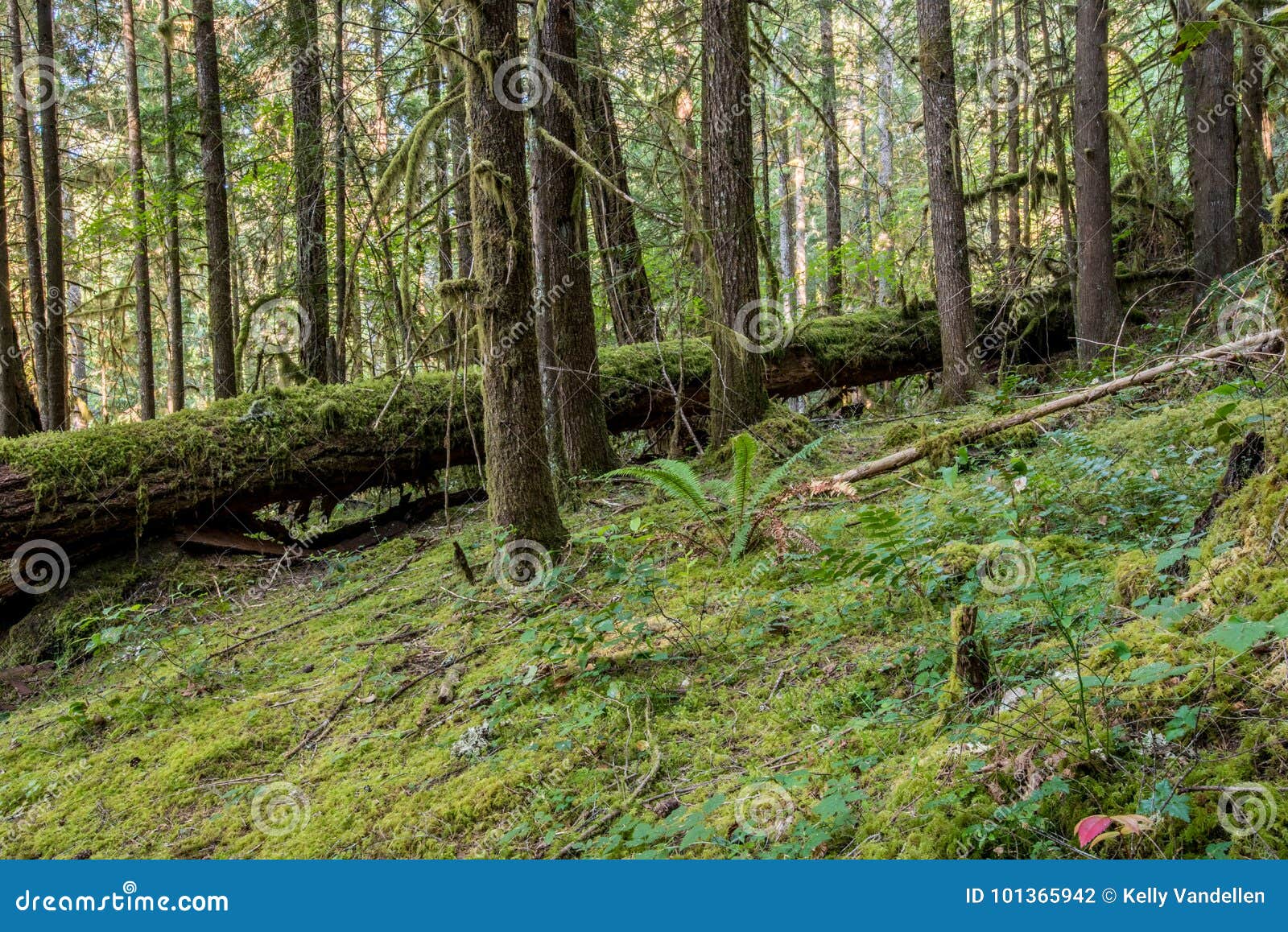 Moss Takes Over Oregon Forest Stock Photo - Image of national ...