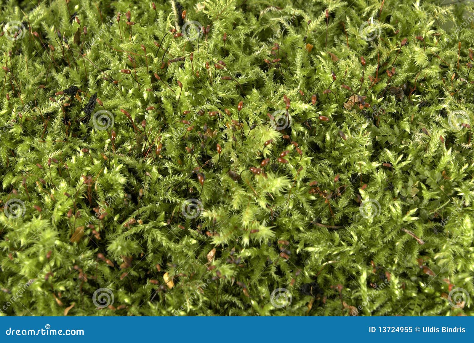 Moss texture stock image. Image of plant, green, vibrant - 13724955