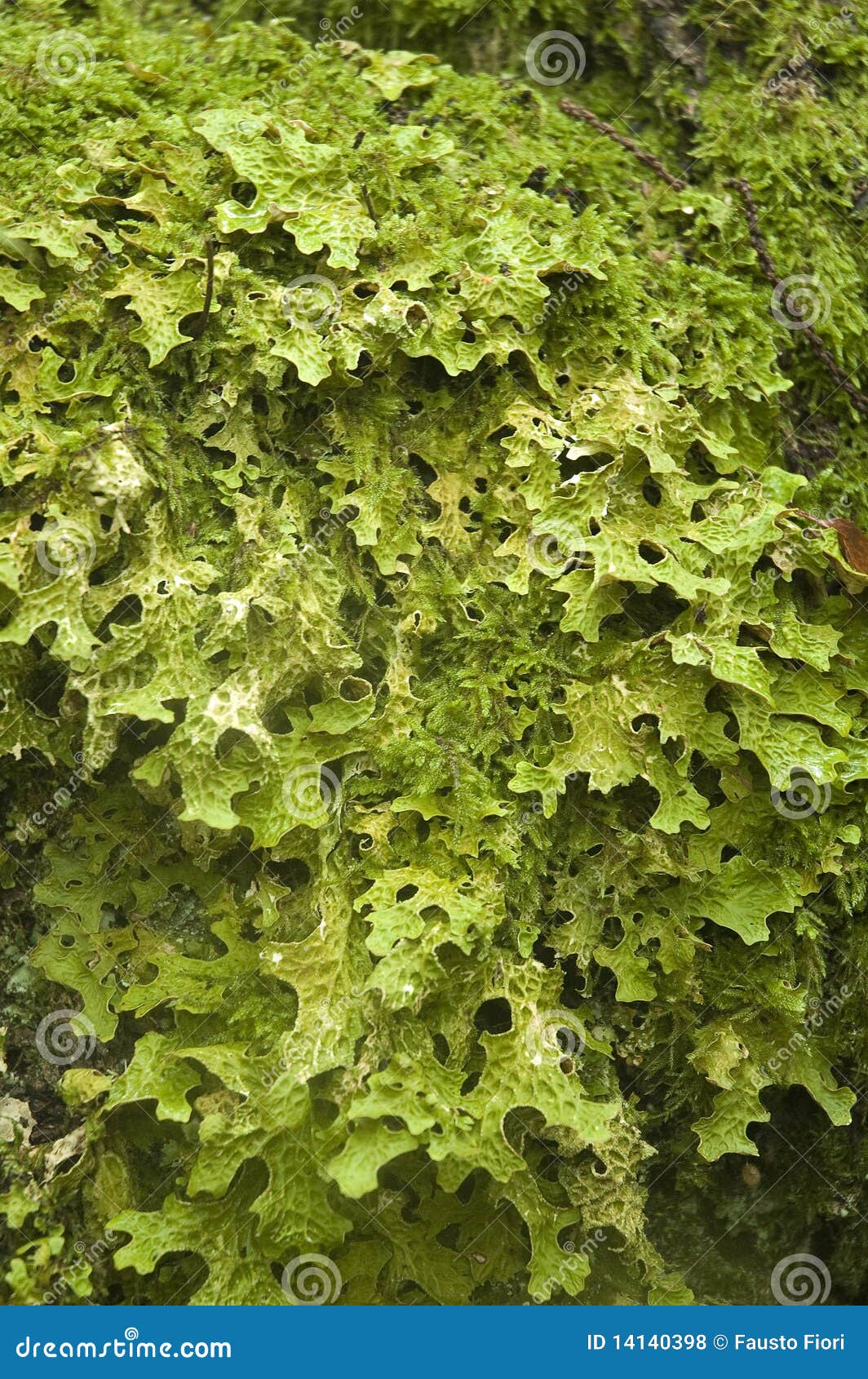 Moss Texture, Background Royalty-Free Stock Photography | CartoonDealer ...