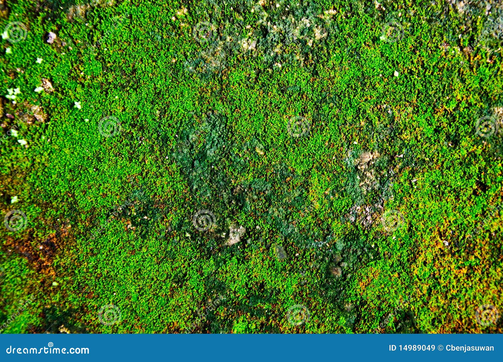 The moss texture stock image. Image of leaf, fungus, macro - 14989049