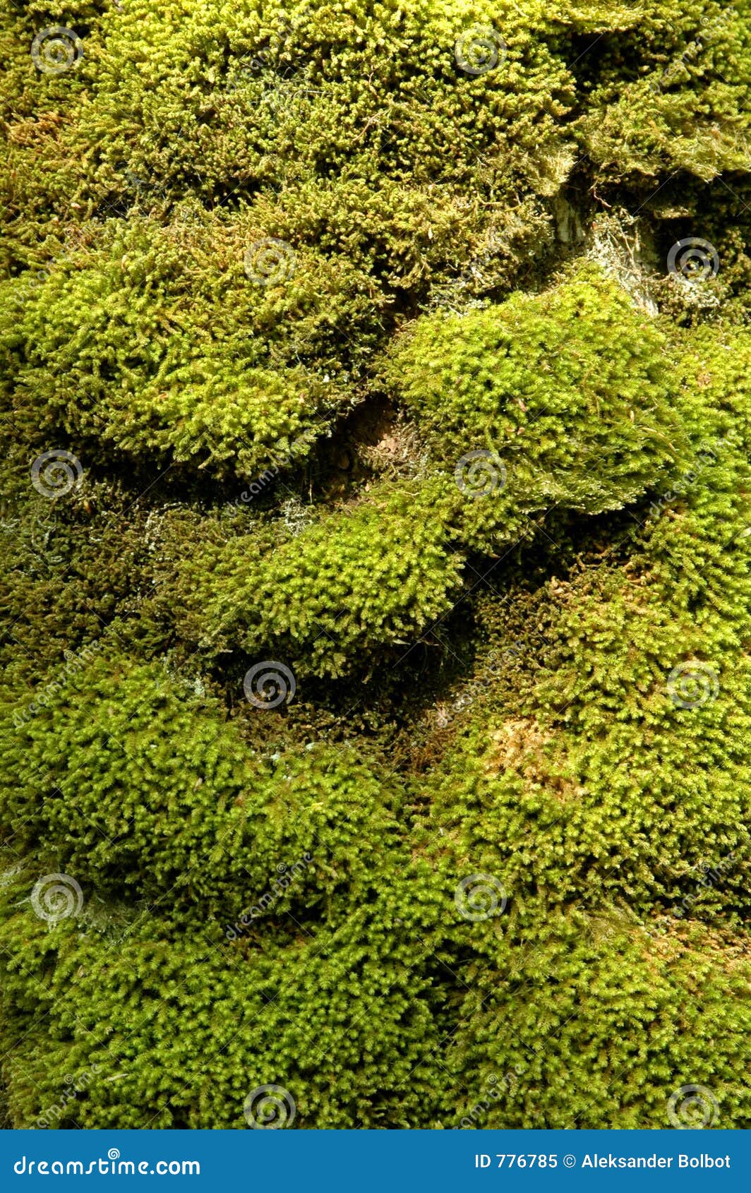 Moss texture stock image. Image of cover, texture, wallpaper - 776785