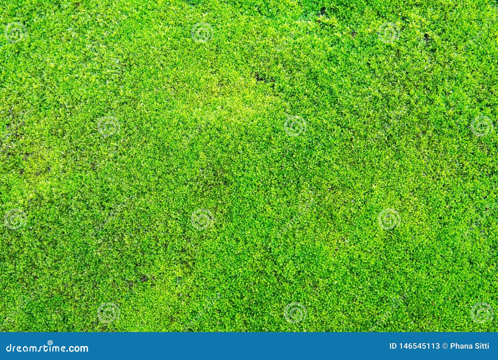 Moss Texture Surface Background Stock Image - Image of field, nature ...