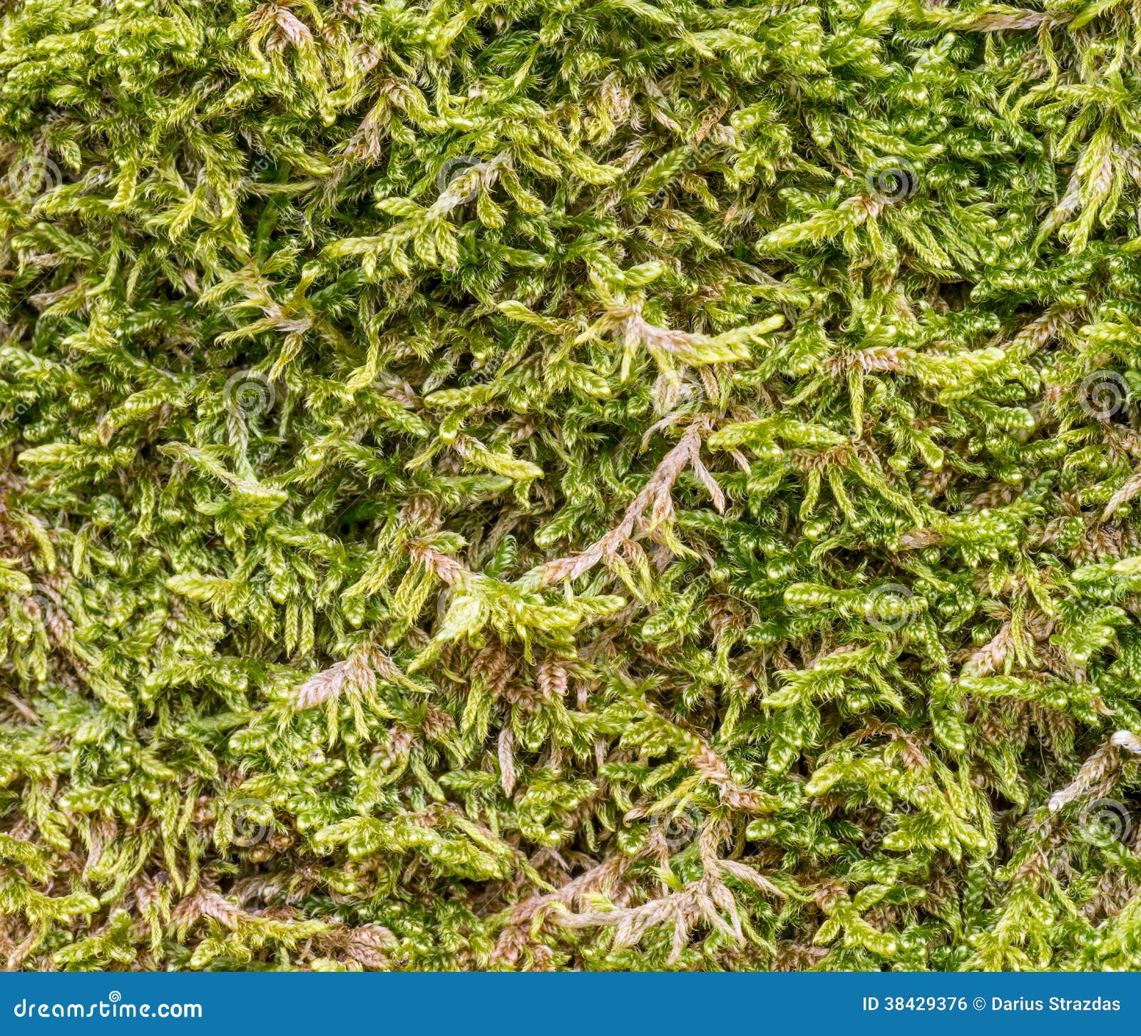 Moss texture background stock photo. Image of bryophyta - 38429376