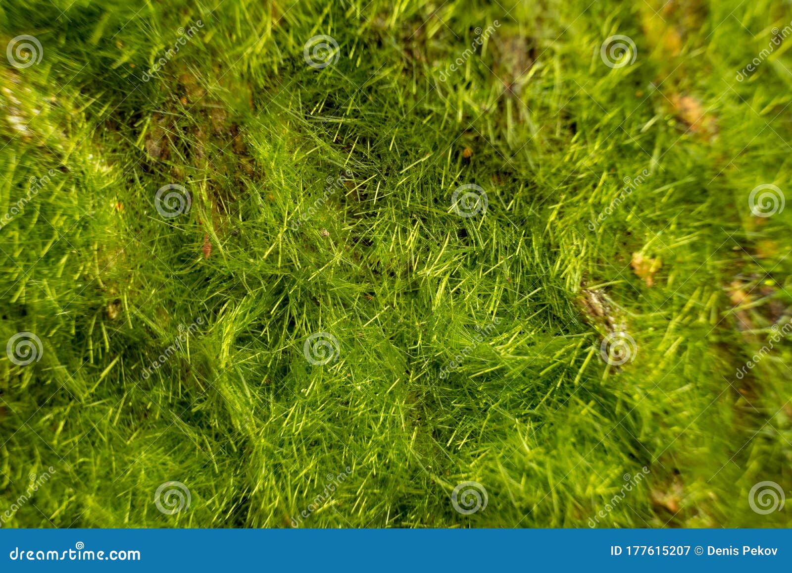 Moss Texture, Background with Copy Space Stock Image - Image of macro ...