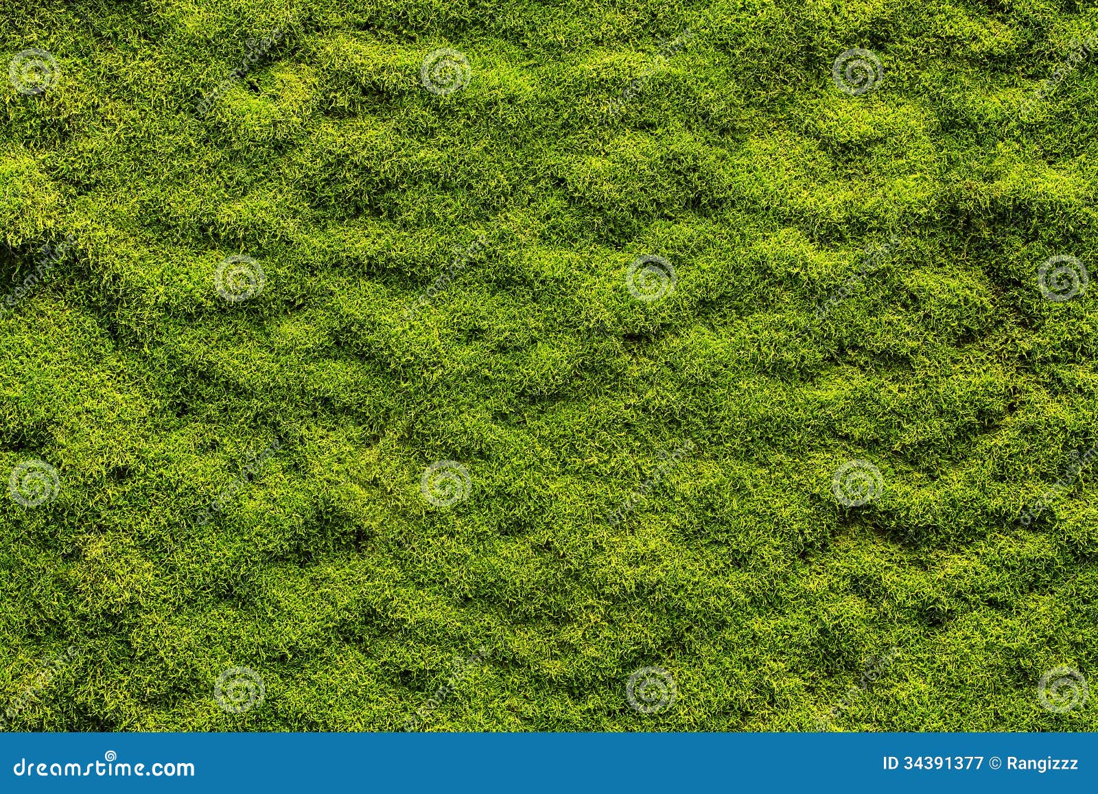 Moss texture stock image. Image of grass, jungle, outdoor - 34391377