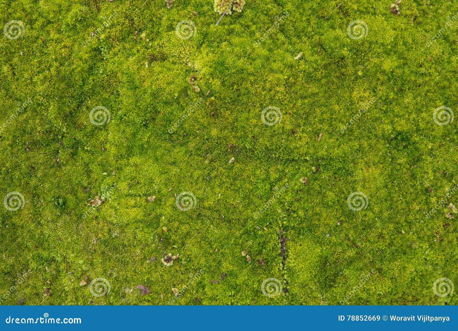 Moss texture stock image. Image of outside, natural, grass - 78852669