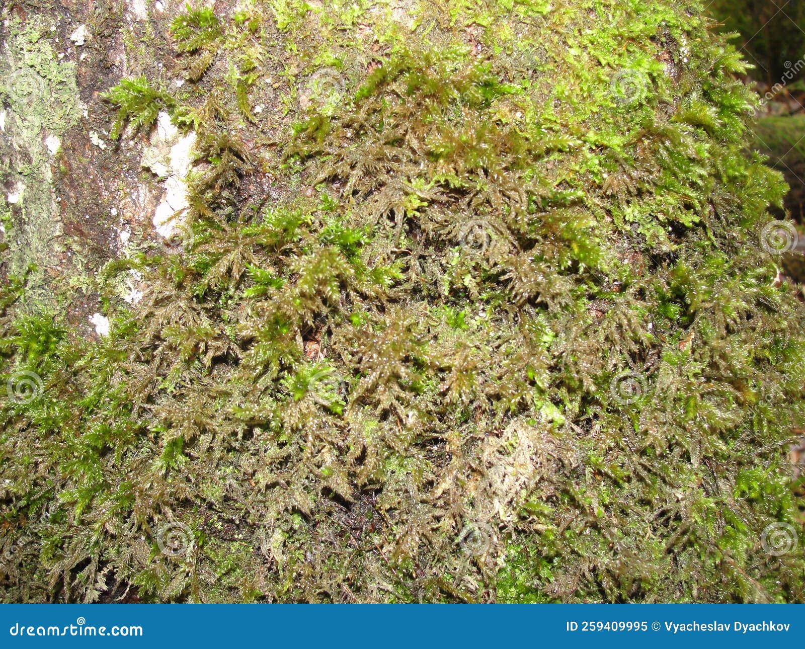 Seamless Close Up Green Brown Moss Texture. a Fresh Grass Seamless ...